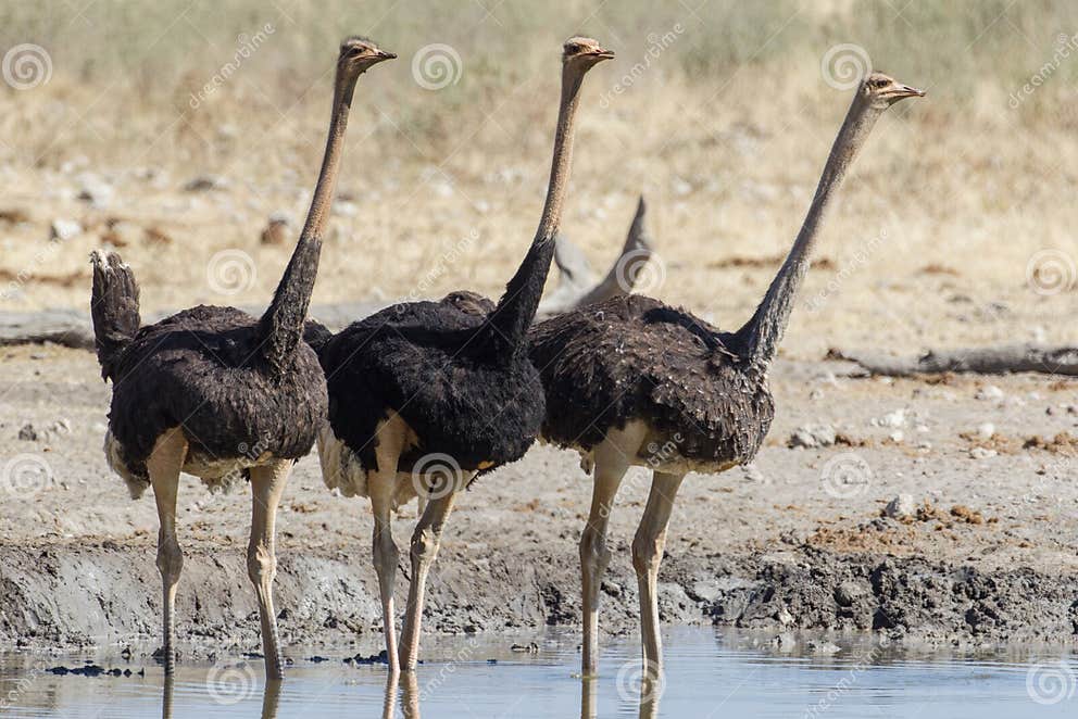 Drinking Ostrich stock image. Image of national, wild - 25645557