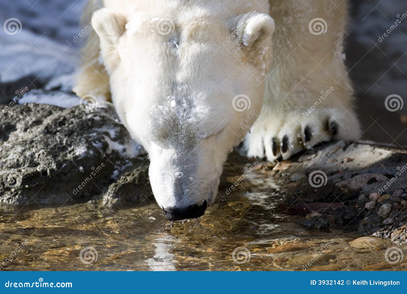 Drinking Polar Bear stock photo. Image of bear, arctic - 3932142