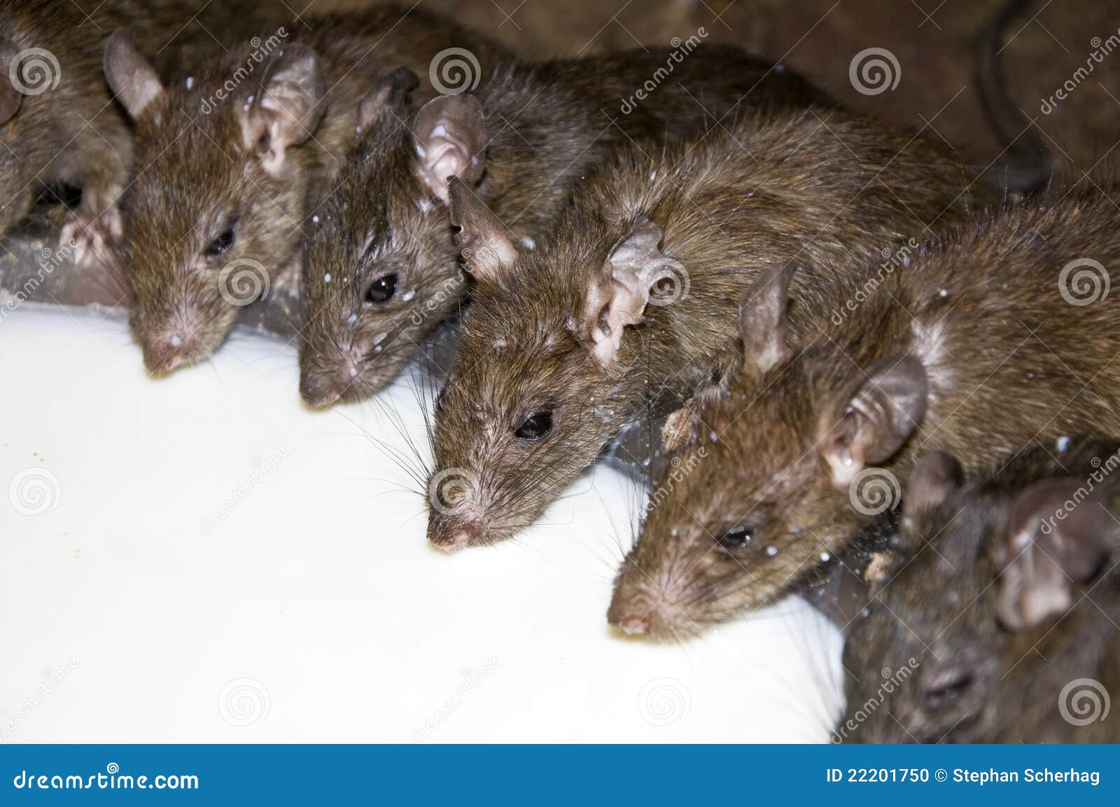 Drinking Rats stock photo. Image of detail, white, india - 22201750