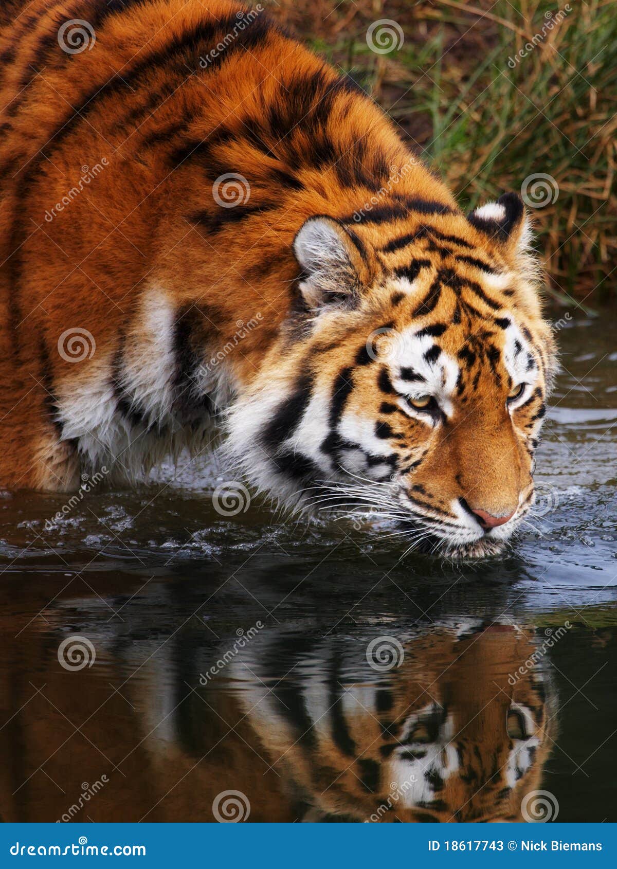 Drinking Siberian Tiger stock image. Image of tiger, close - 18617743
