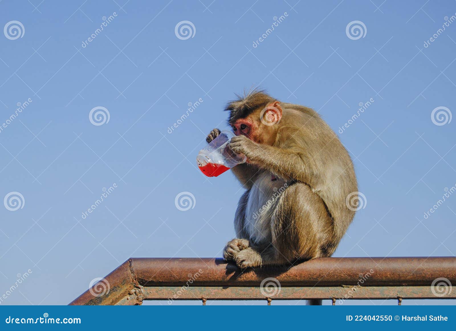 Drinking Soft Drink on the Rod Stock Photo - Image of madness, mood ...