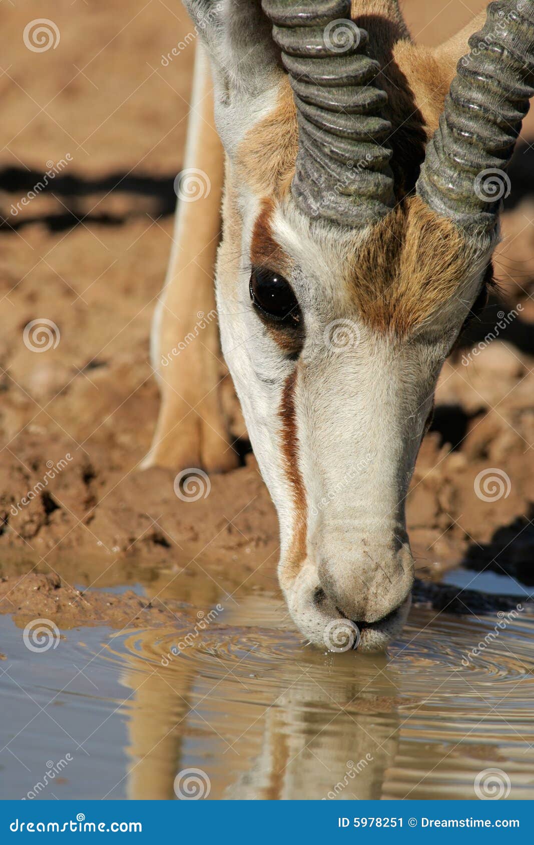 Drinking Springbok Antelope Stock Image - Image of springbuck, south ...