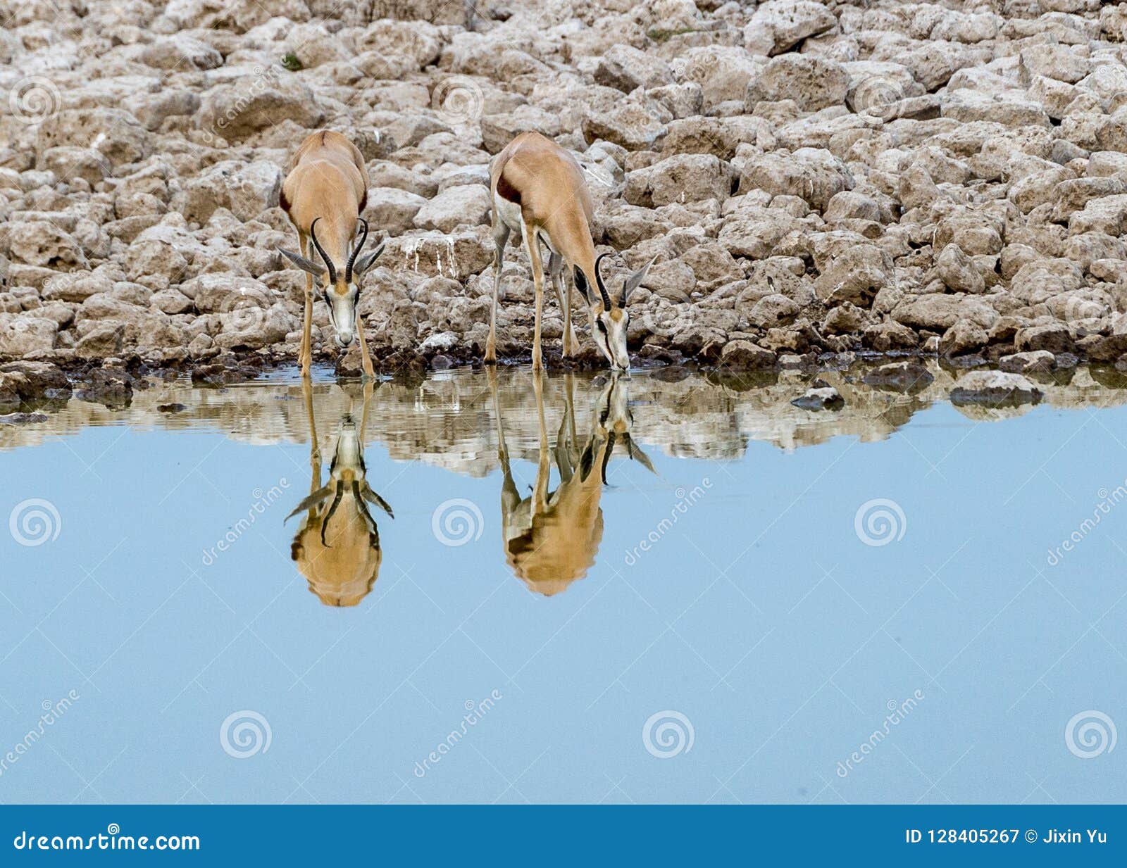 Drinking Springbok stock image. Image of national, park - 128405267