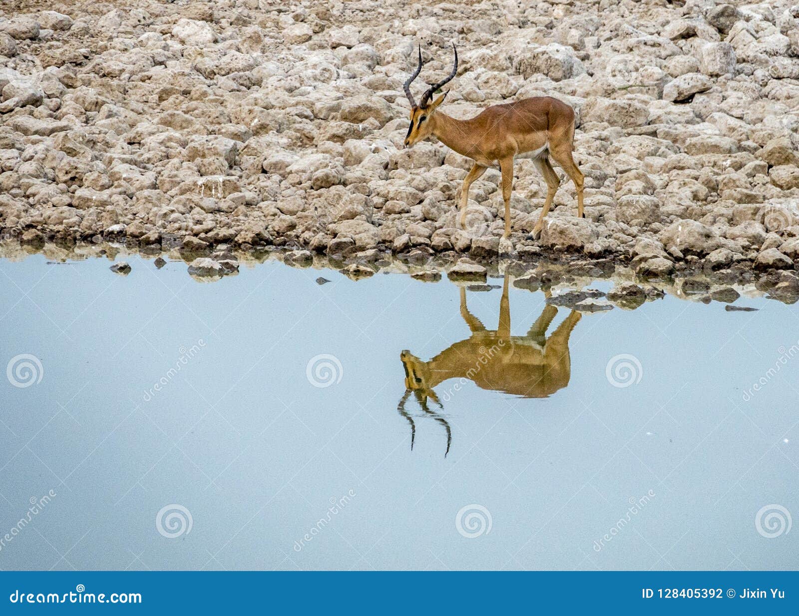 Drinking Springbok stock photo. Image of outdoor, springbok - 128405392