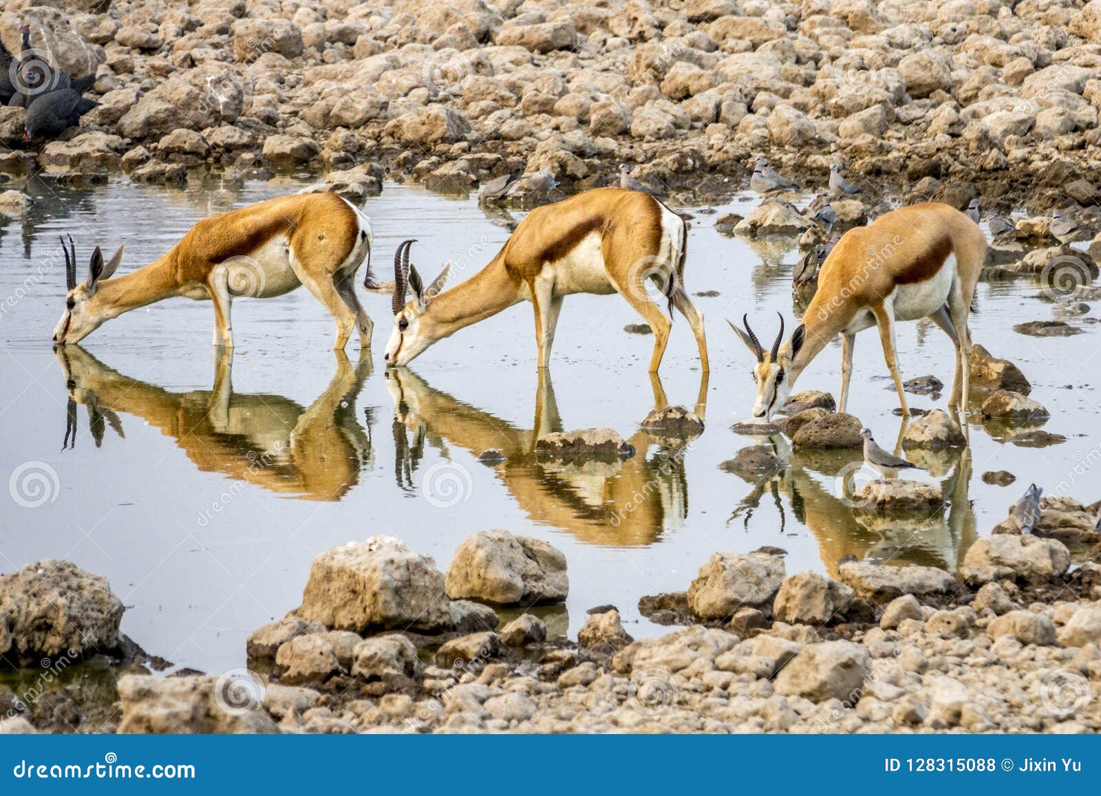 Drinking Springbok stock photo. Image of springbok, africa - 128315088