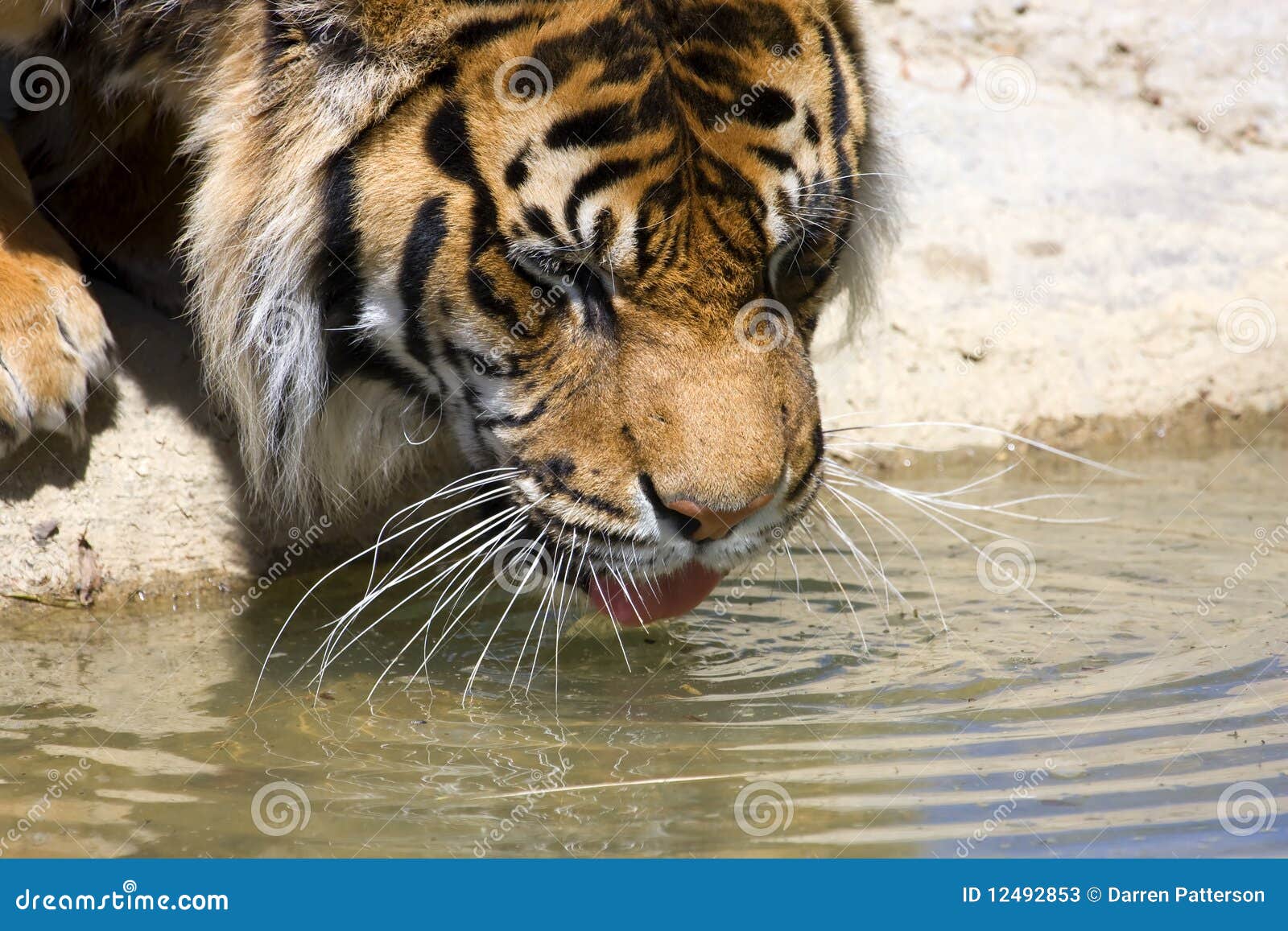 Drinking Tiger stock image. Image of closeup, mammal - 12492853