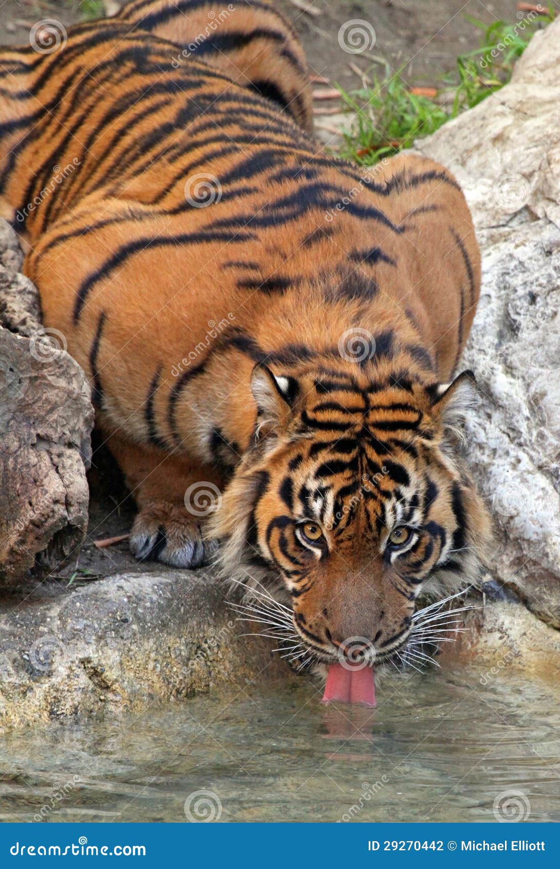 Drinking Tiger stock photo. Image of eyes, intense, india - 29270442