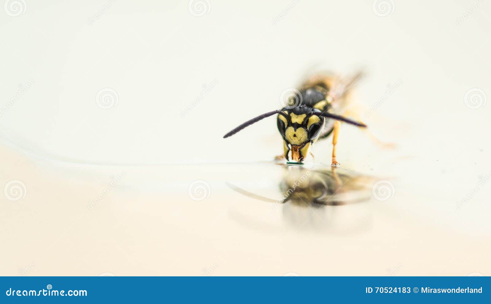 Drinking wasp stock image. Image of female, nature, outdoors - 70524183