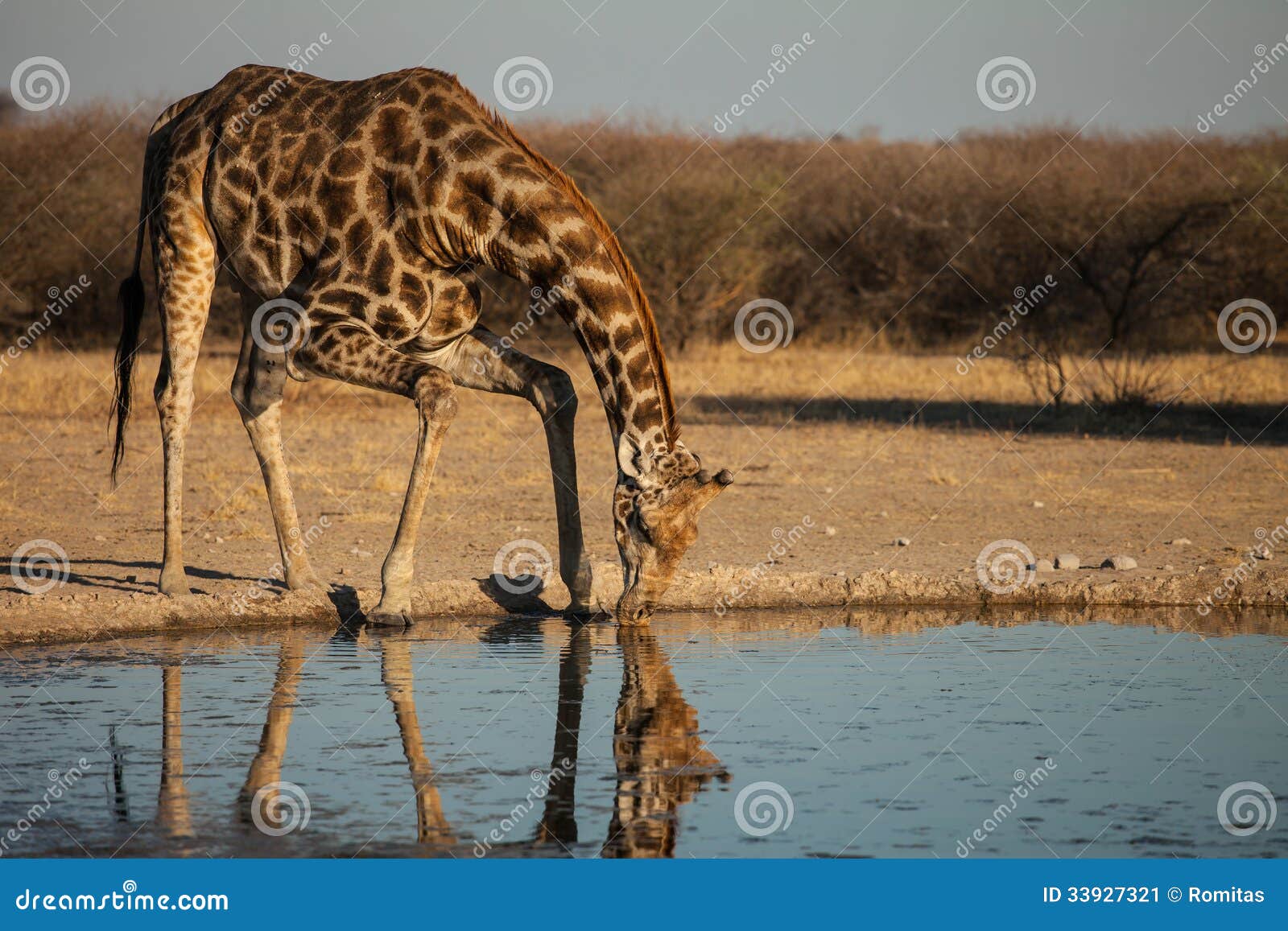 Drinking water Giraffe stock image. Image of giraffa - 33927321