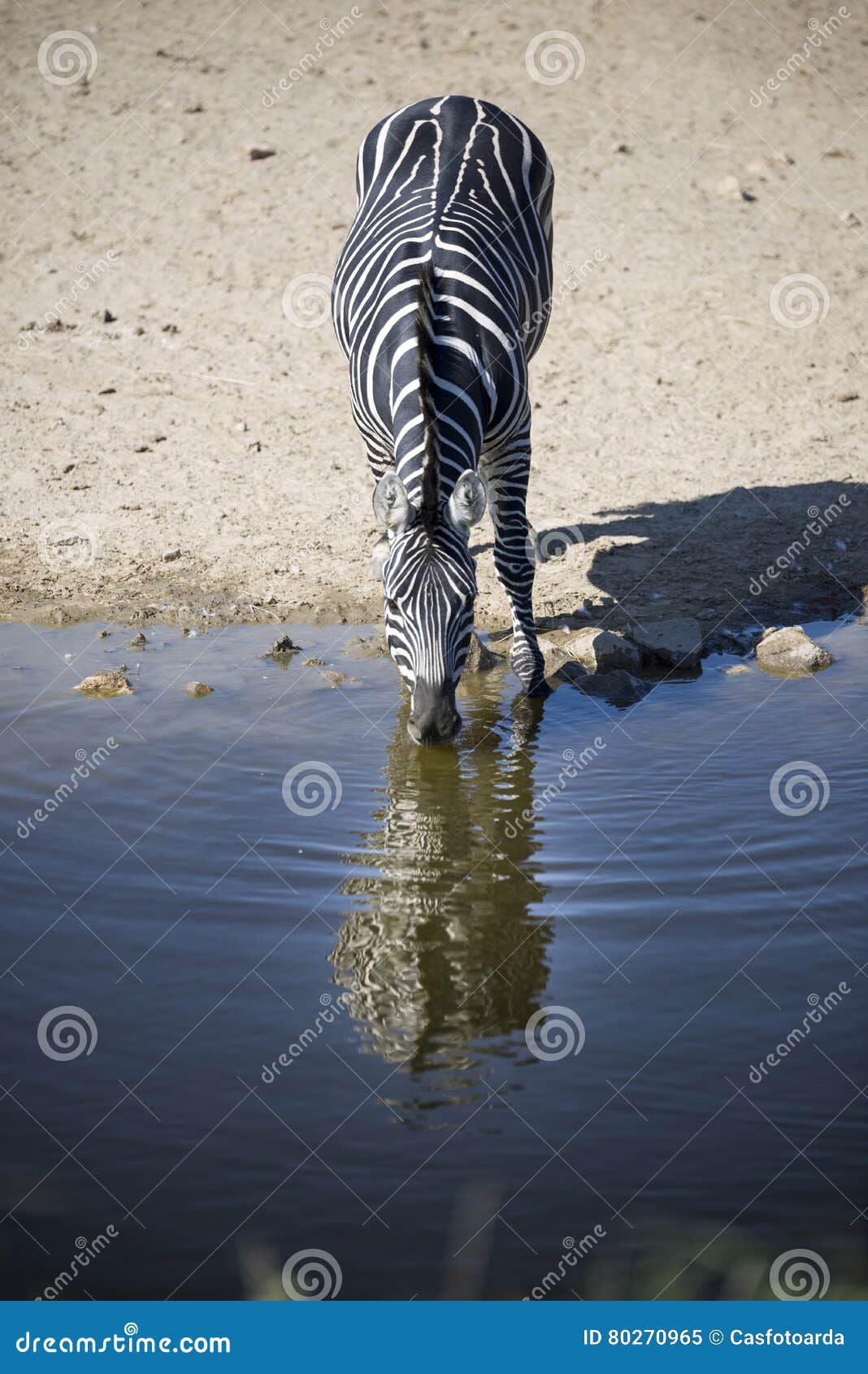 Drinking water zebra stock image. Image of water, zebra - 80270965