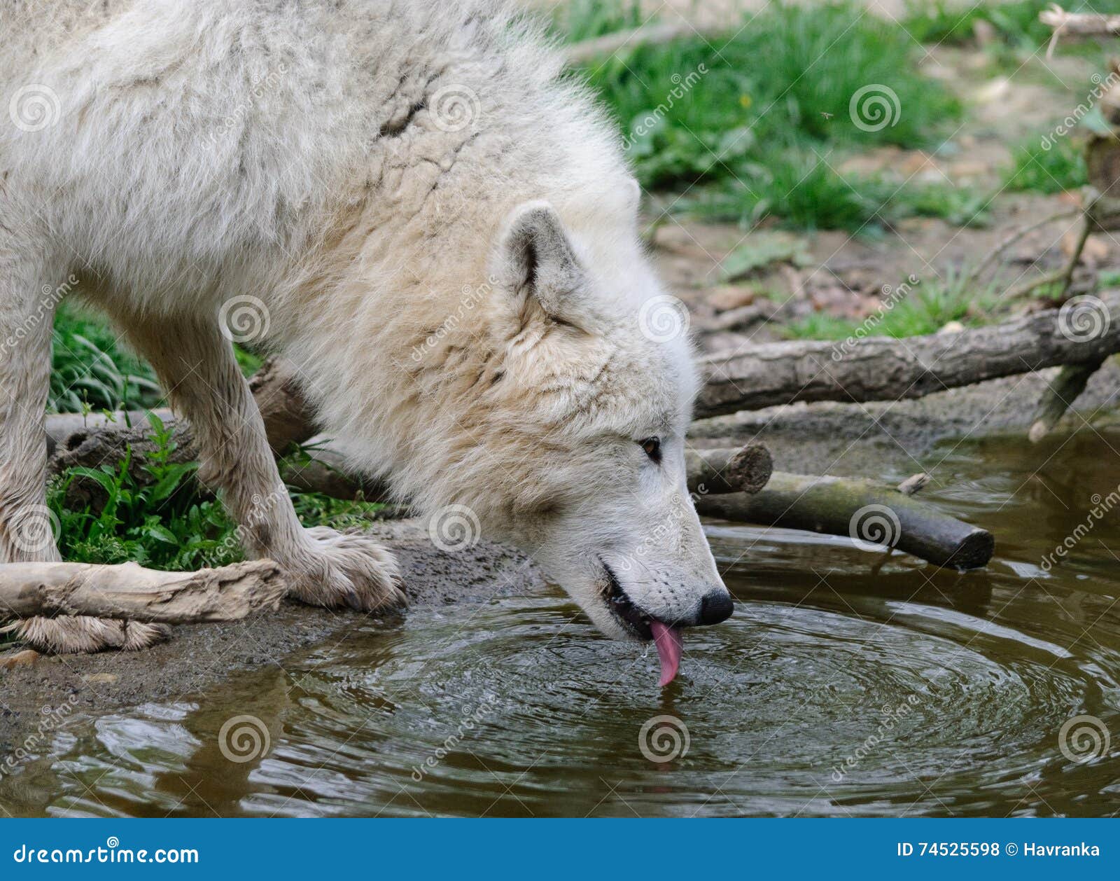 Drinking White Arctic Wolf Close Up Portrait Stock Photo - Image of ...