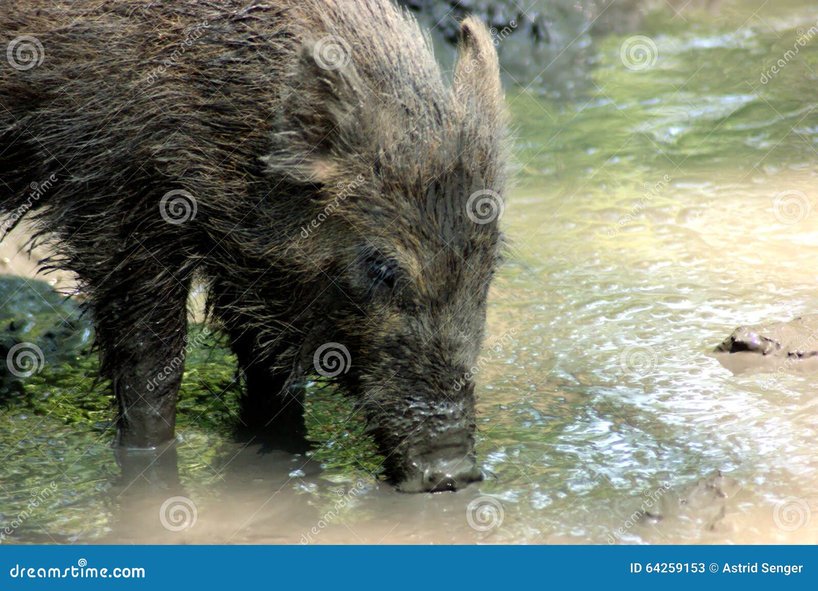 Drinking wild boar stock image. Image of stay, bristles - 64259153