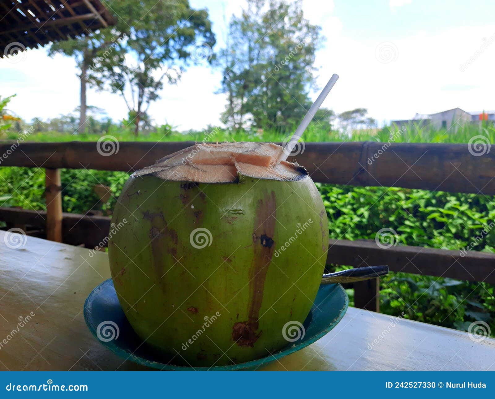 Drinking Young Coconut in Beautiful Green Nature Stock Photo - Image of ...
