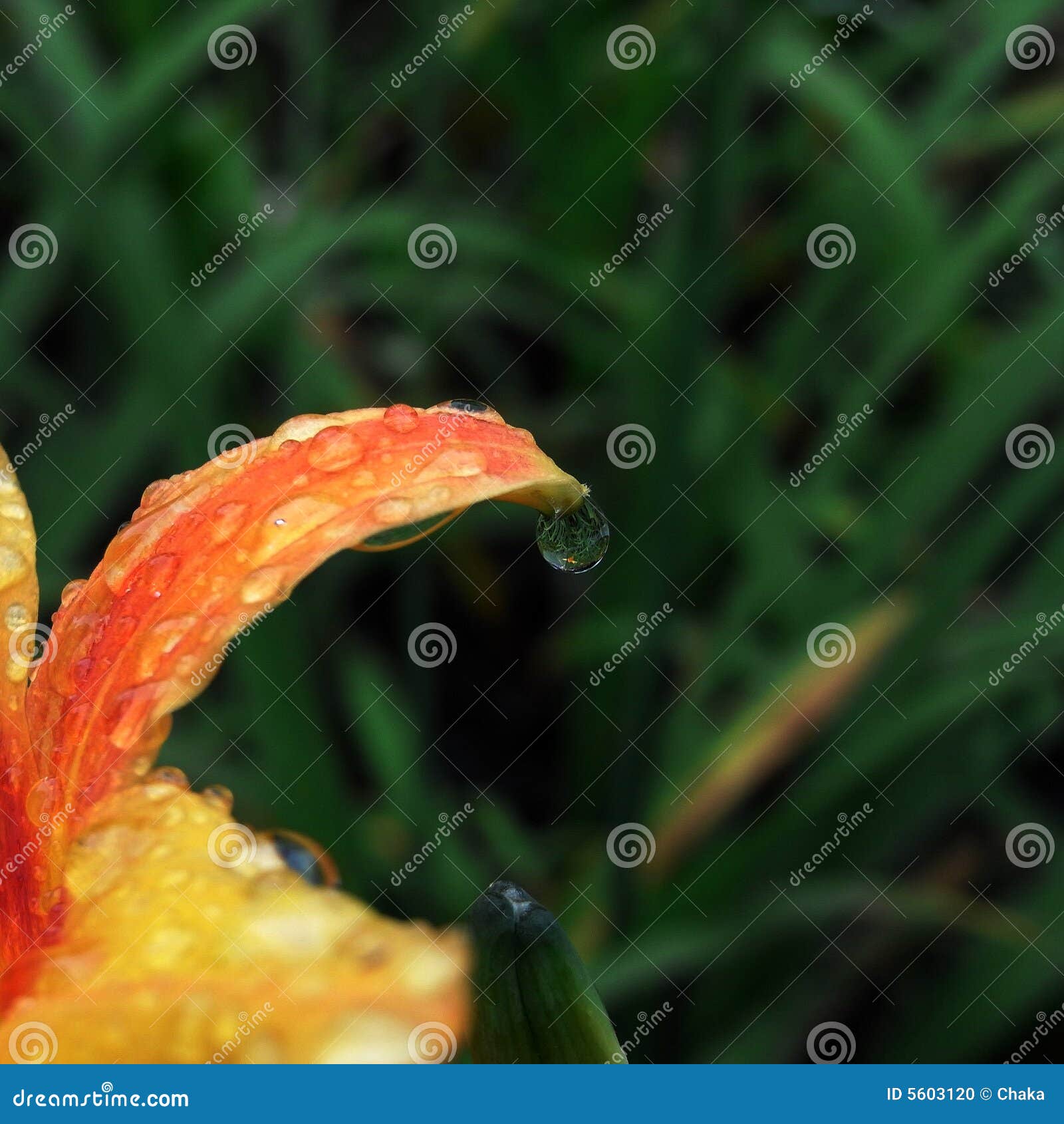 Drip Flower after rain stock photo. Image of bead, love - 5603120