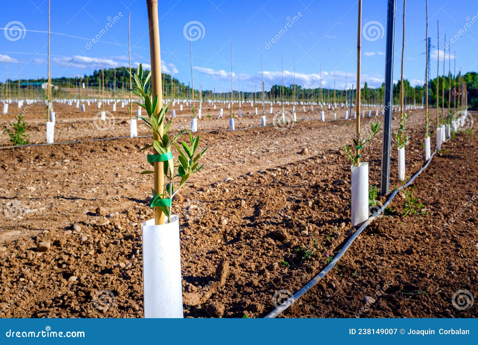 Drip Irrigated Crops in a Rainfed Area Stock Image - Image of irrigated ...