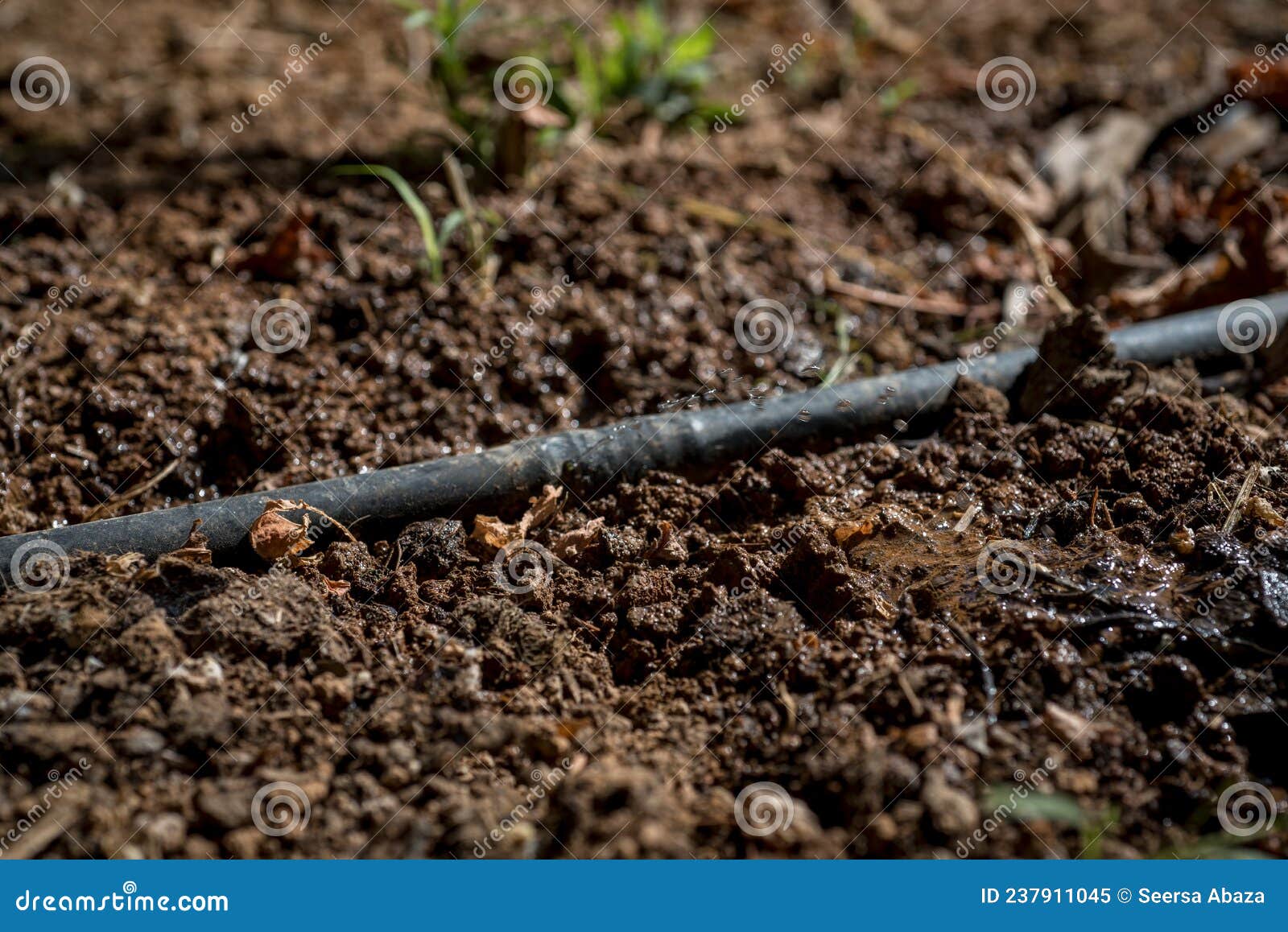 Drip irrigation stock image. Image of drop, soil, nature - 237911045