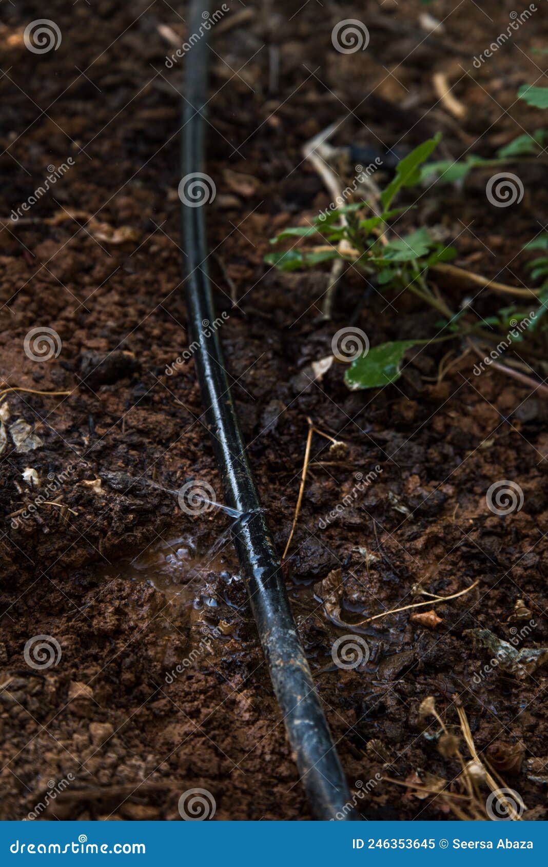 Drip irrigation stock image. Image of gardening, industry - 246353645