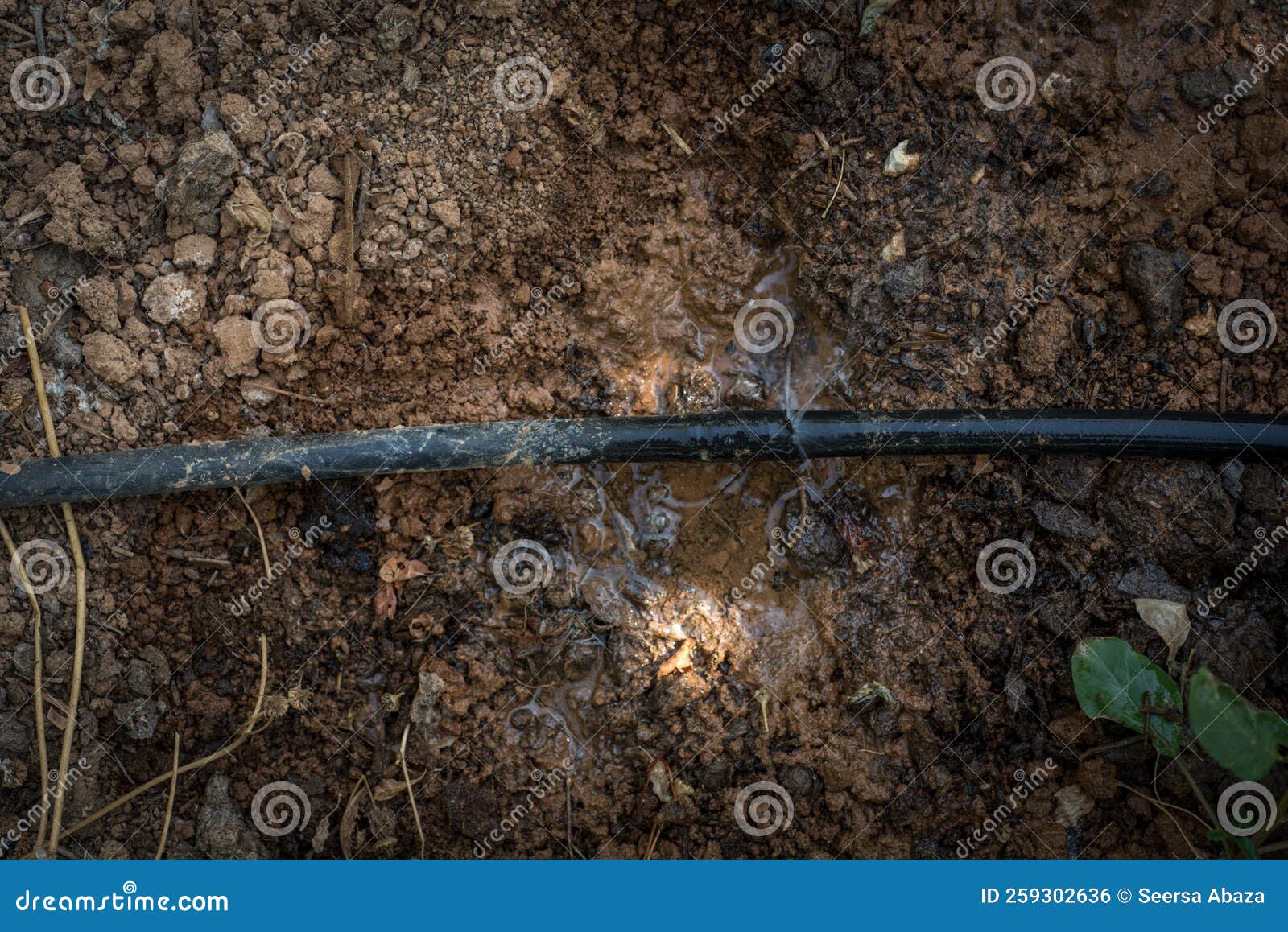 Drip irrigation stock photo. Image of system, garden - 259302636