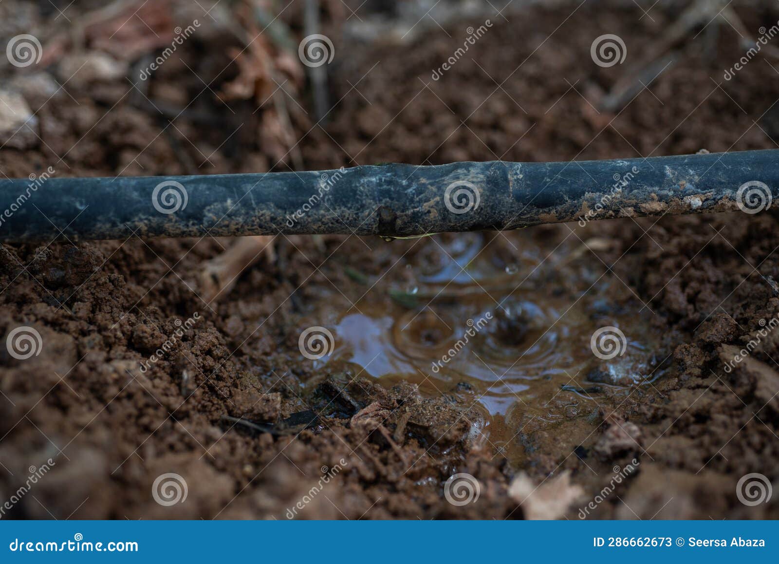 Drip irrigation stock image. Image of sprinkler, vegetable - 286662673