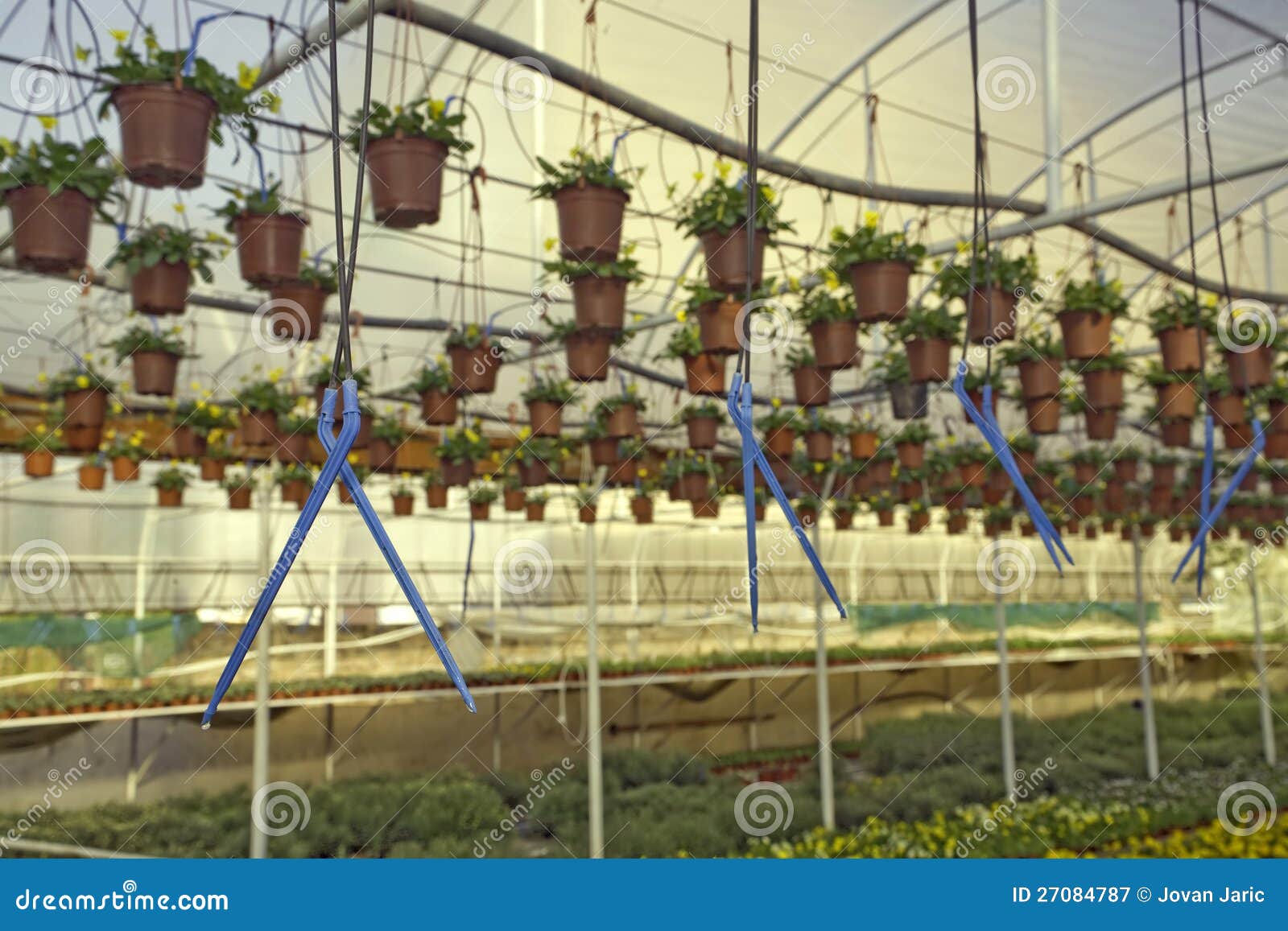 Drip Irrigation (drop by Drop) Stock Image - Image of botany, nature ...