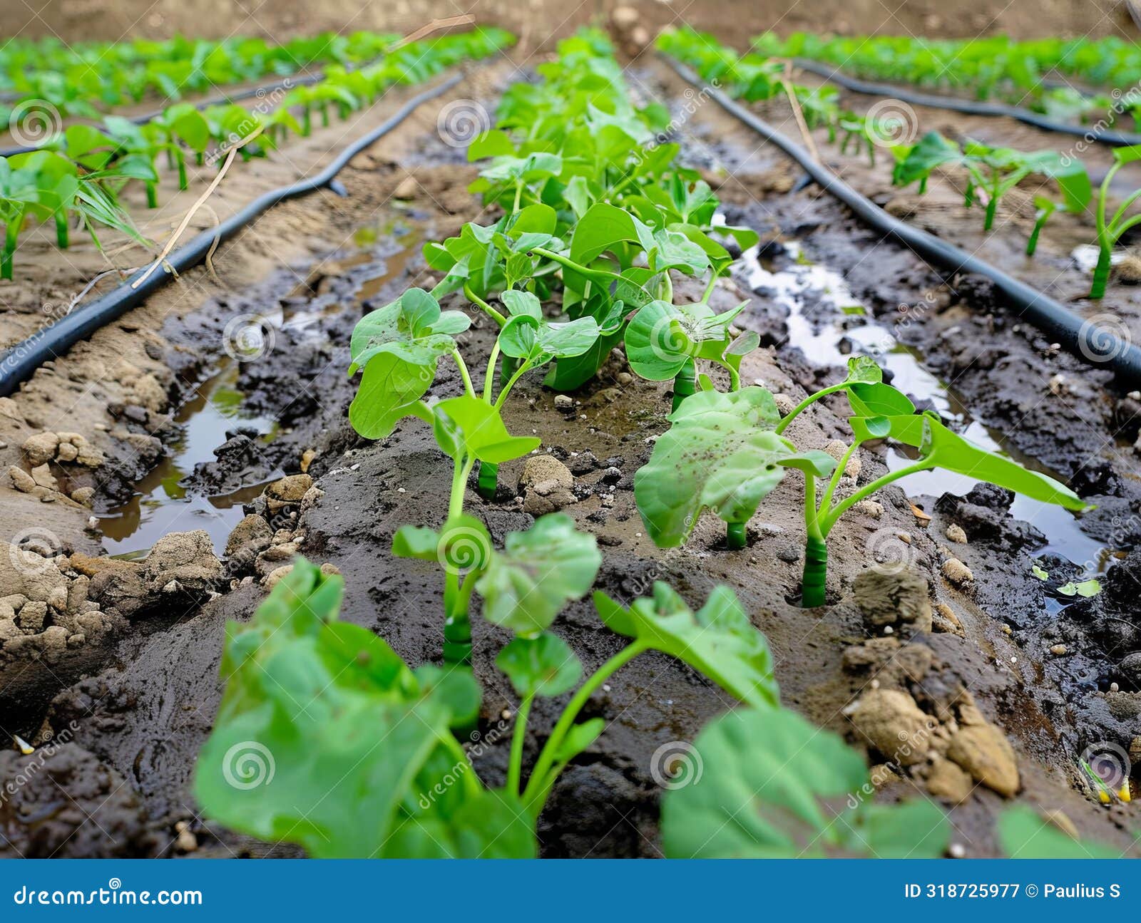 Drip Irrigation: Efficient Water Supply for the Active Root Zone Stock ...