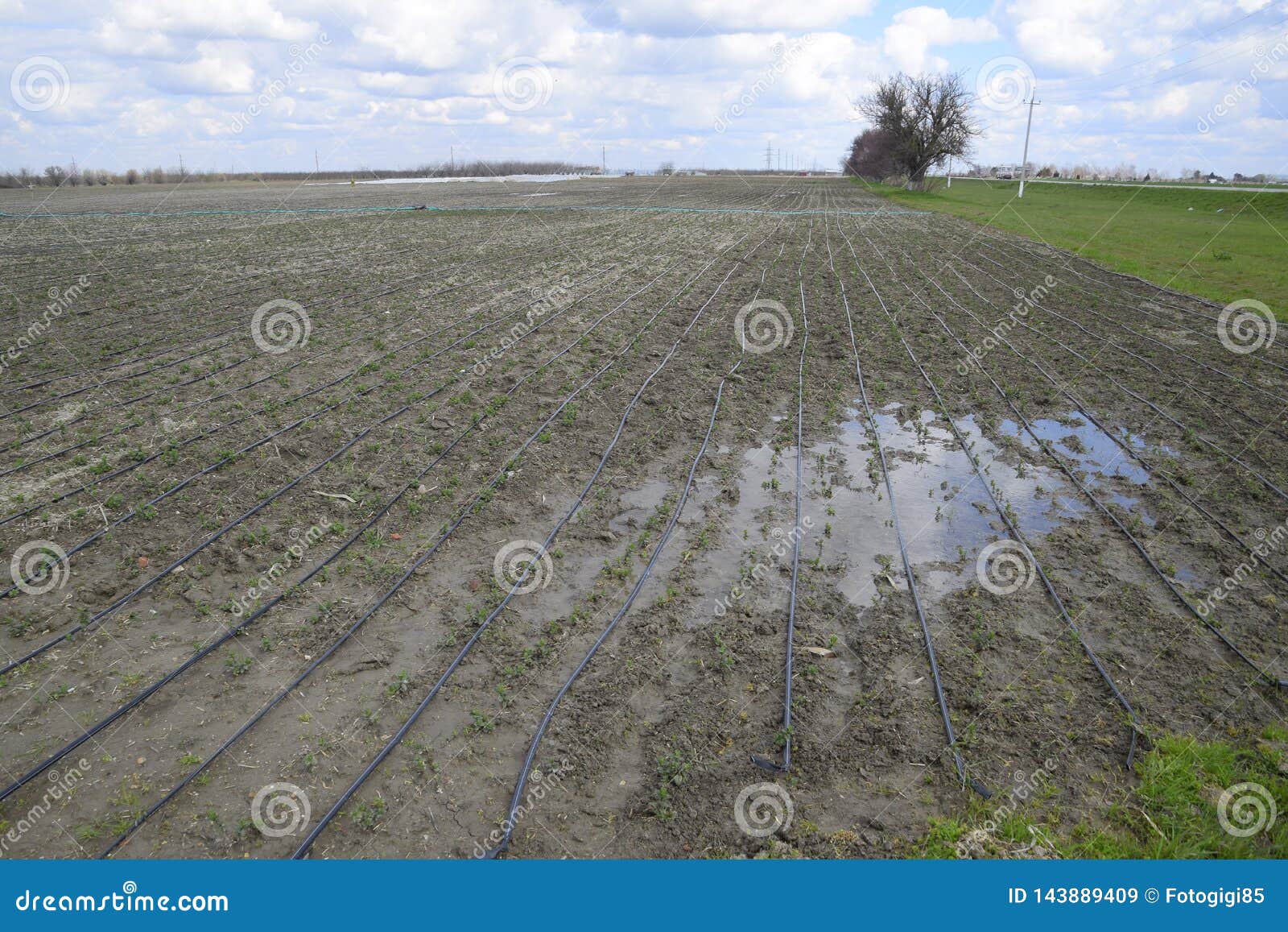 Drip Irrigation on Field, Black Hoses Drip Irrigation Stock Image ...
