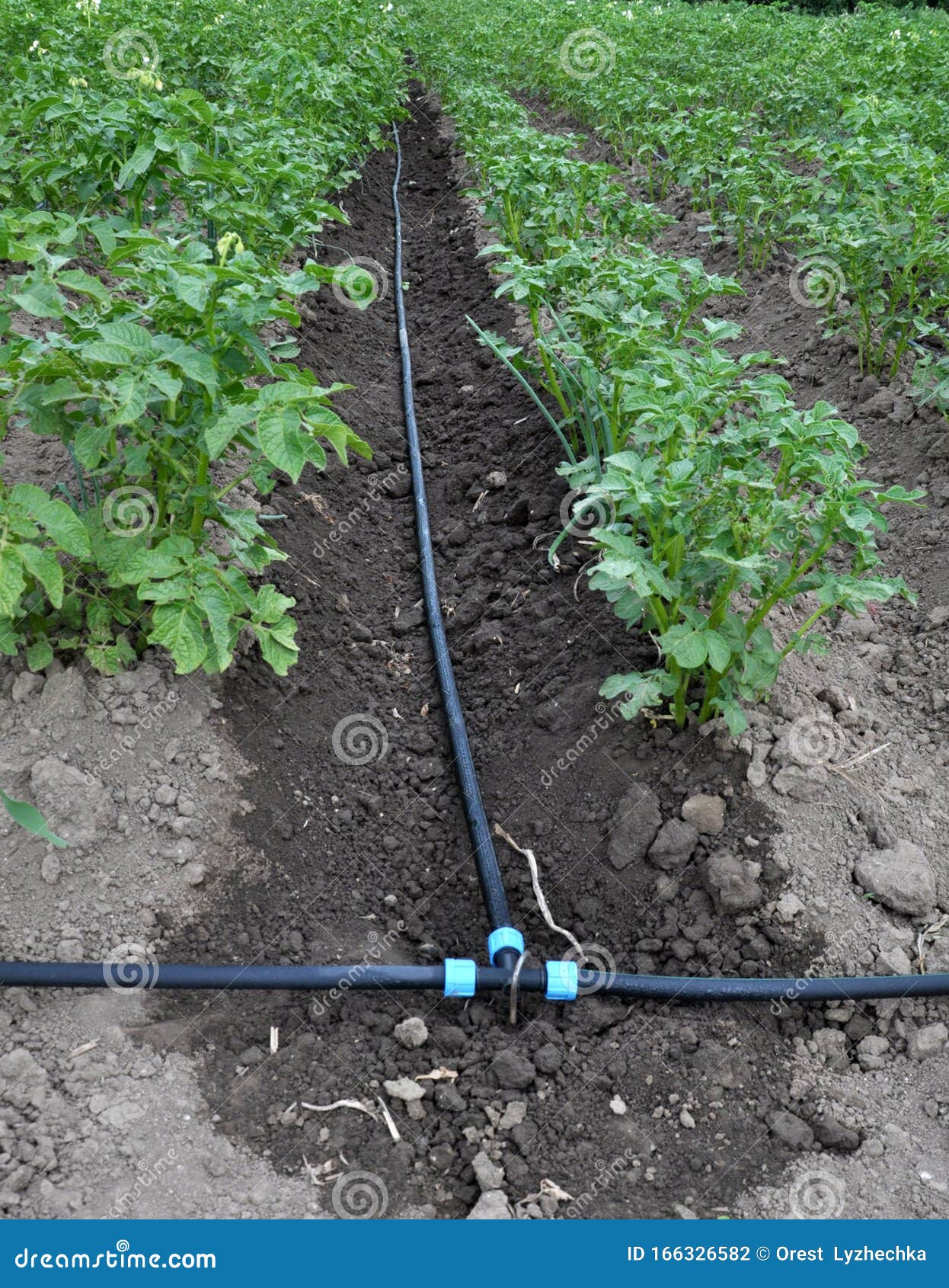 Drip Irrigation while Growing Potatoes Stock Photo - Image of field ...