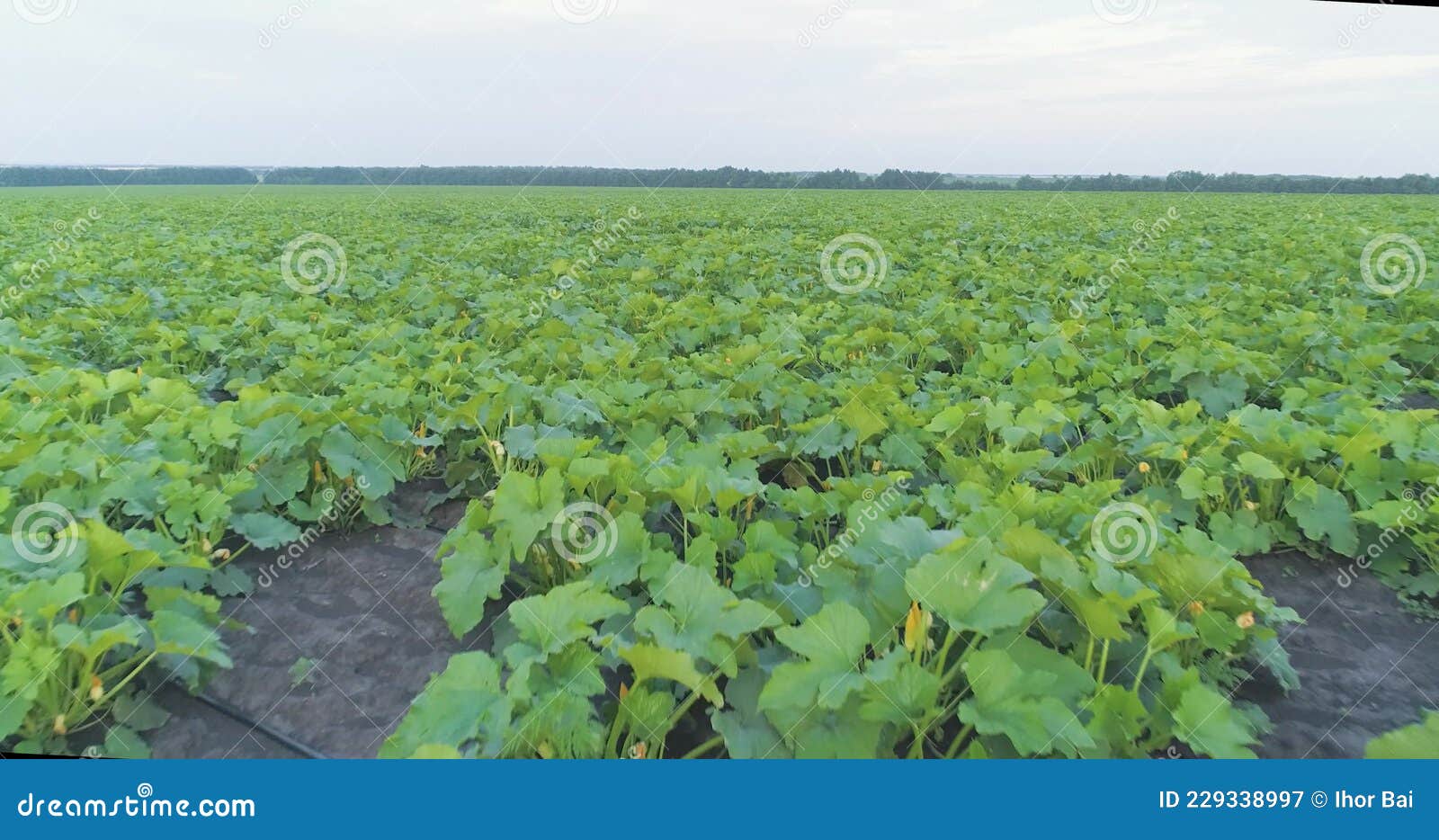 Drip Irrigation. Modern Irrigation of Agricultural Fields. Automatic ...