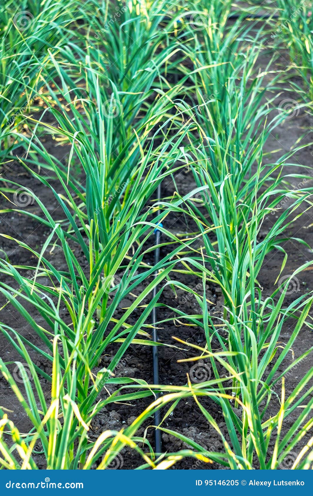 Drip Irrigation Pipe and Onions Stock Image - Image of land, produce ...