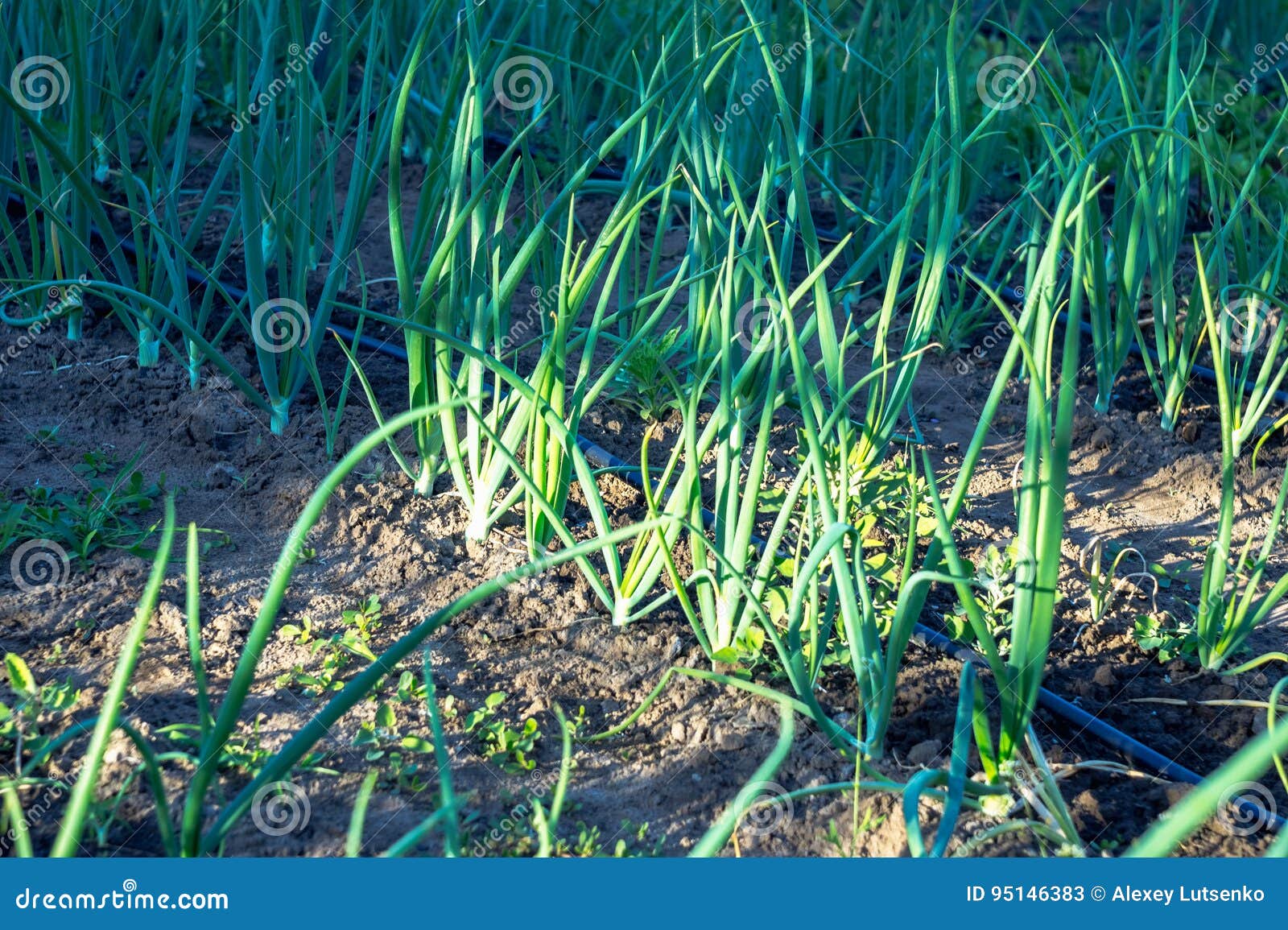 Drip Irrigation Pipe and Onions Stock Image - Image of agricultural ...