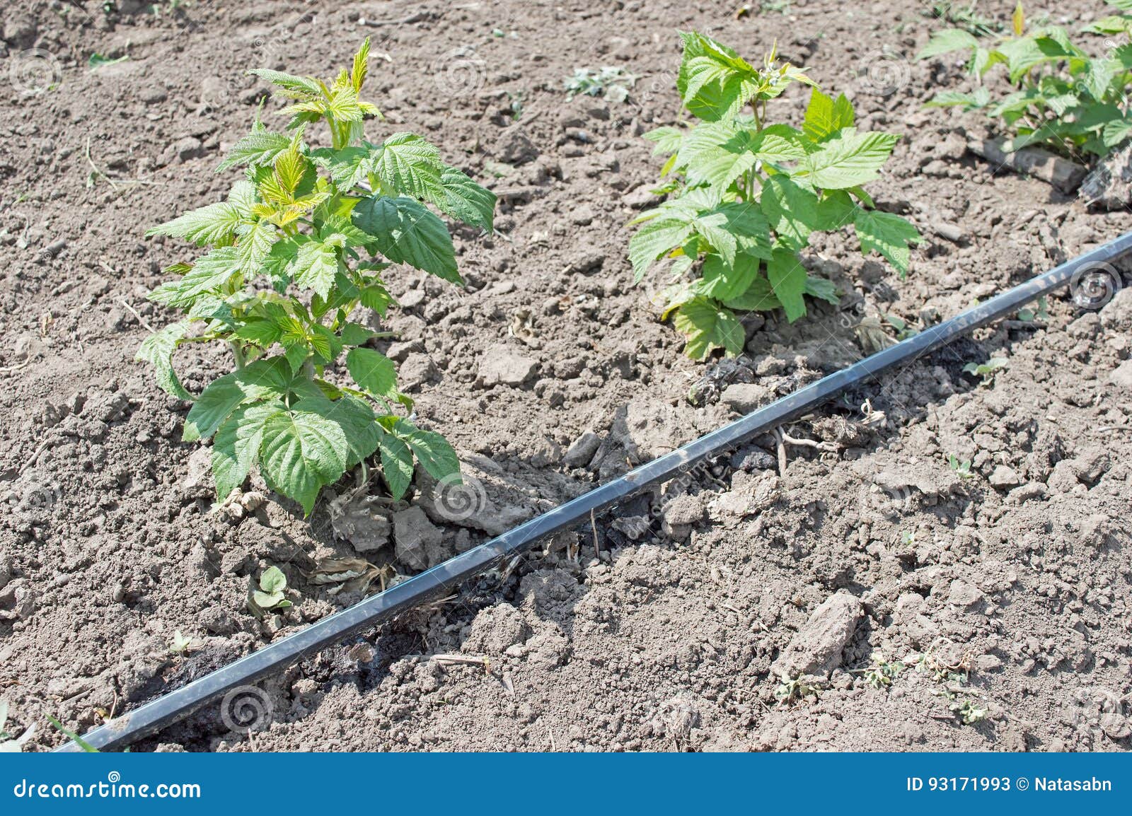 Drip Irrigation Stem of Raspberry with Water-hose Stock Image - Image ...