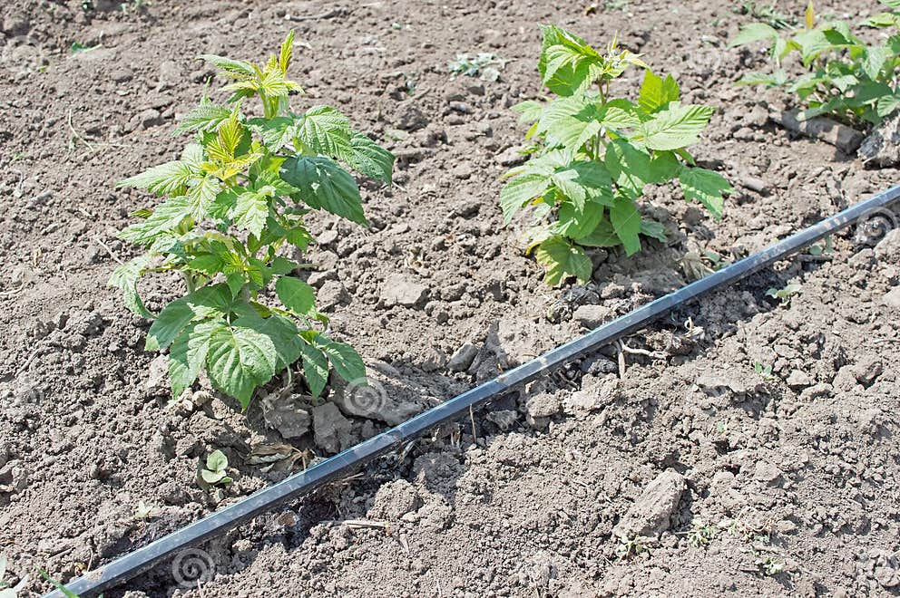 Drip Irrigation Stem of Raspberry with Water-hose Stock Image - Image ...