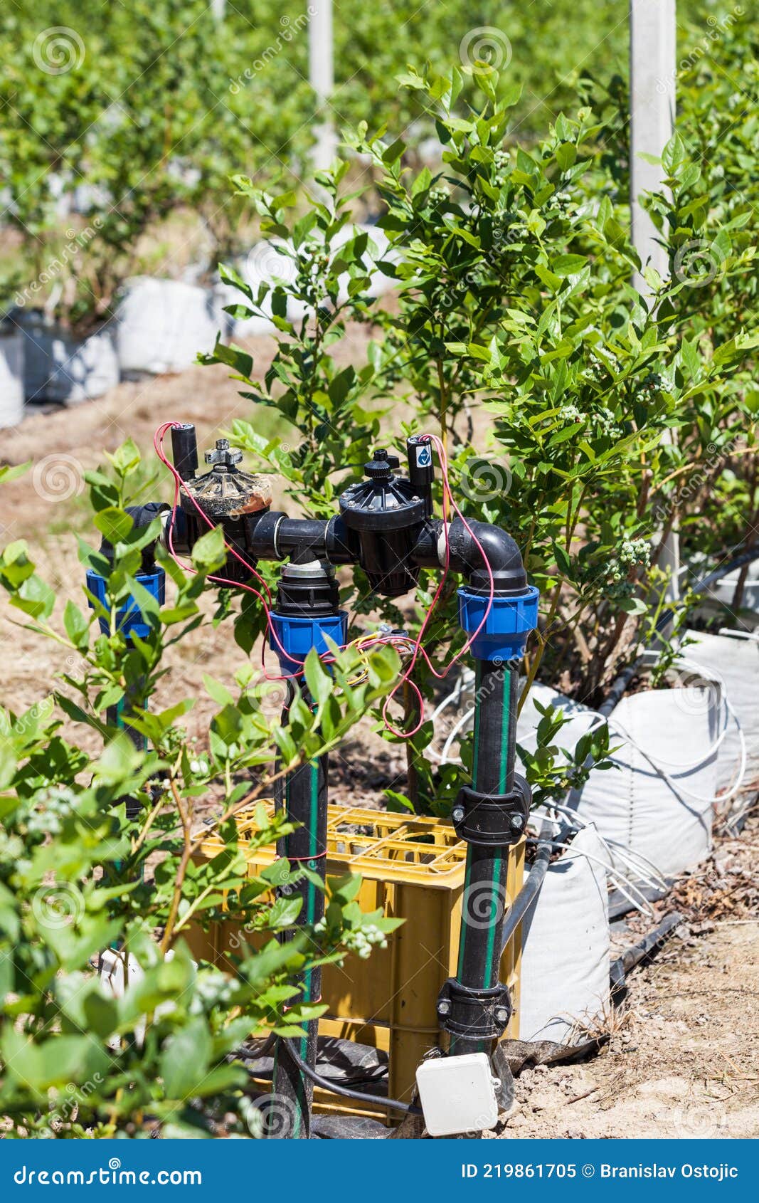Drip Irrigation System For Blueberries at Emerita Yamamoto blog