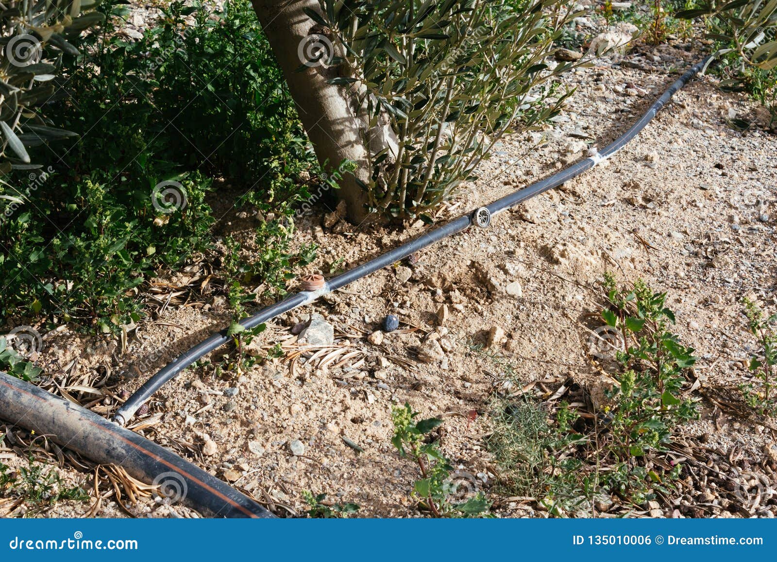 Drip irrigation system stock photo. Image of farm, growth - 135010006