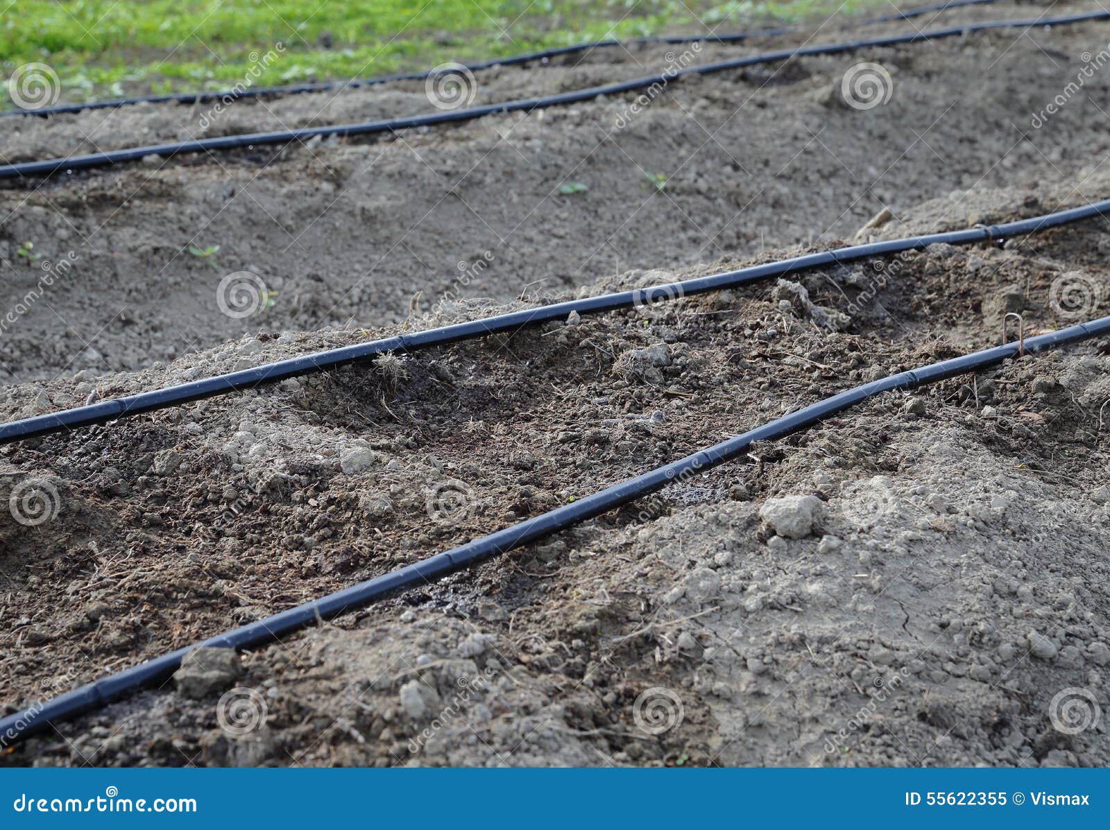 Drip Irrigation System, Farm Field Stock Image - Image of ...