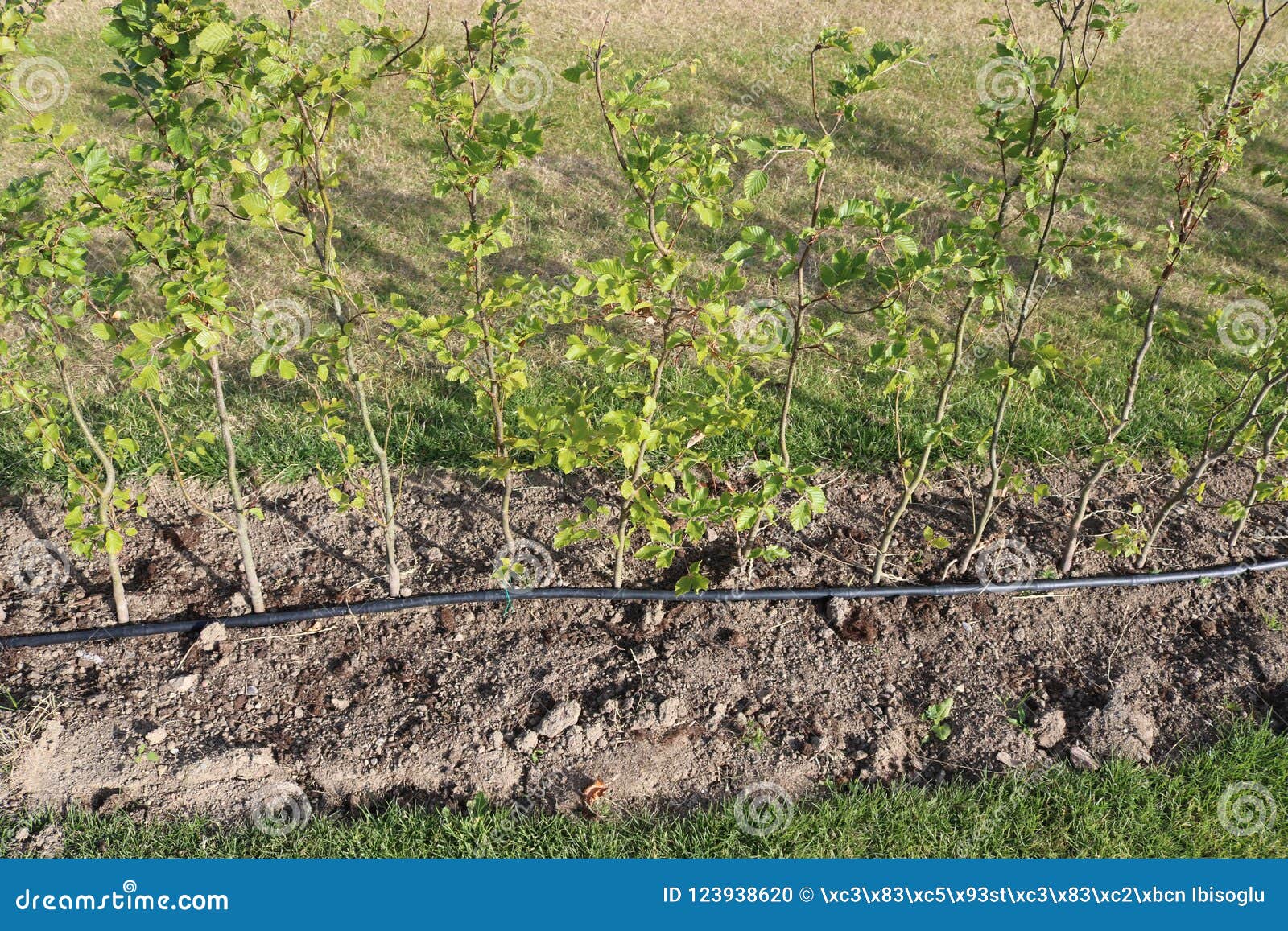 Drip Irrigation System. Garden Irrigation Drip Hose. Special Hose for ...