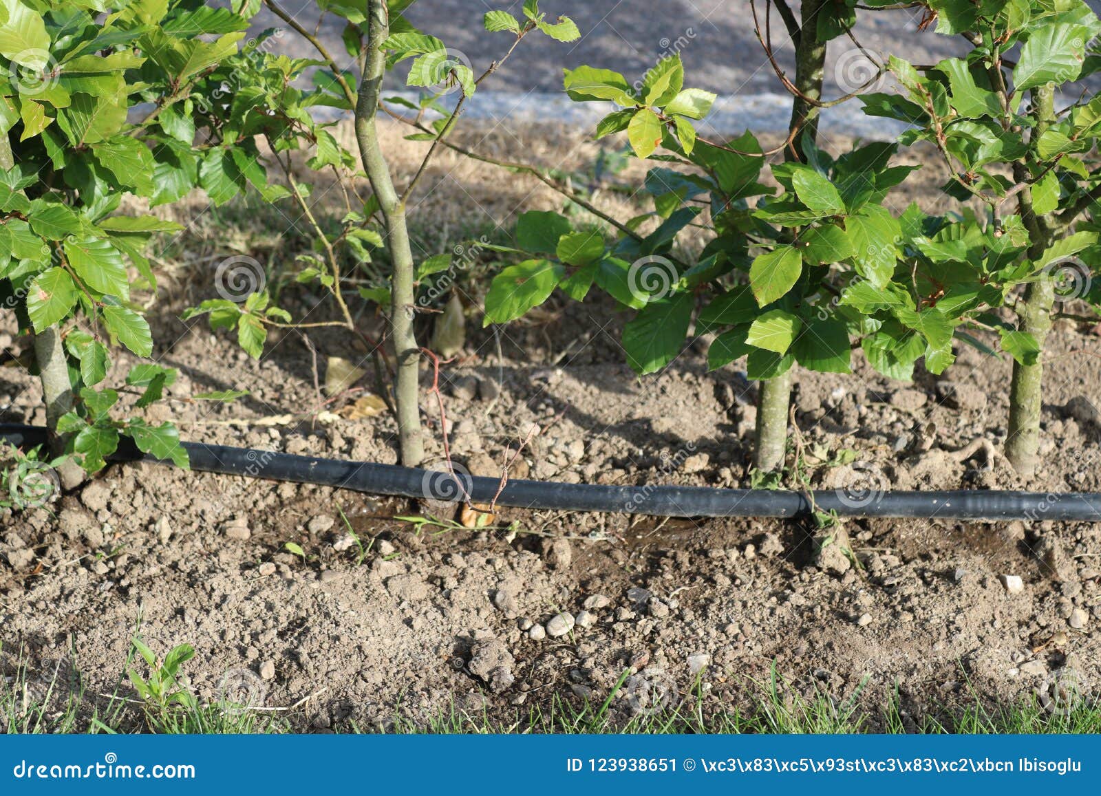 Drip Irrigation System. Garden Irrigation Drip Hose. Special Hose for ...