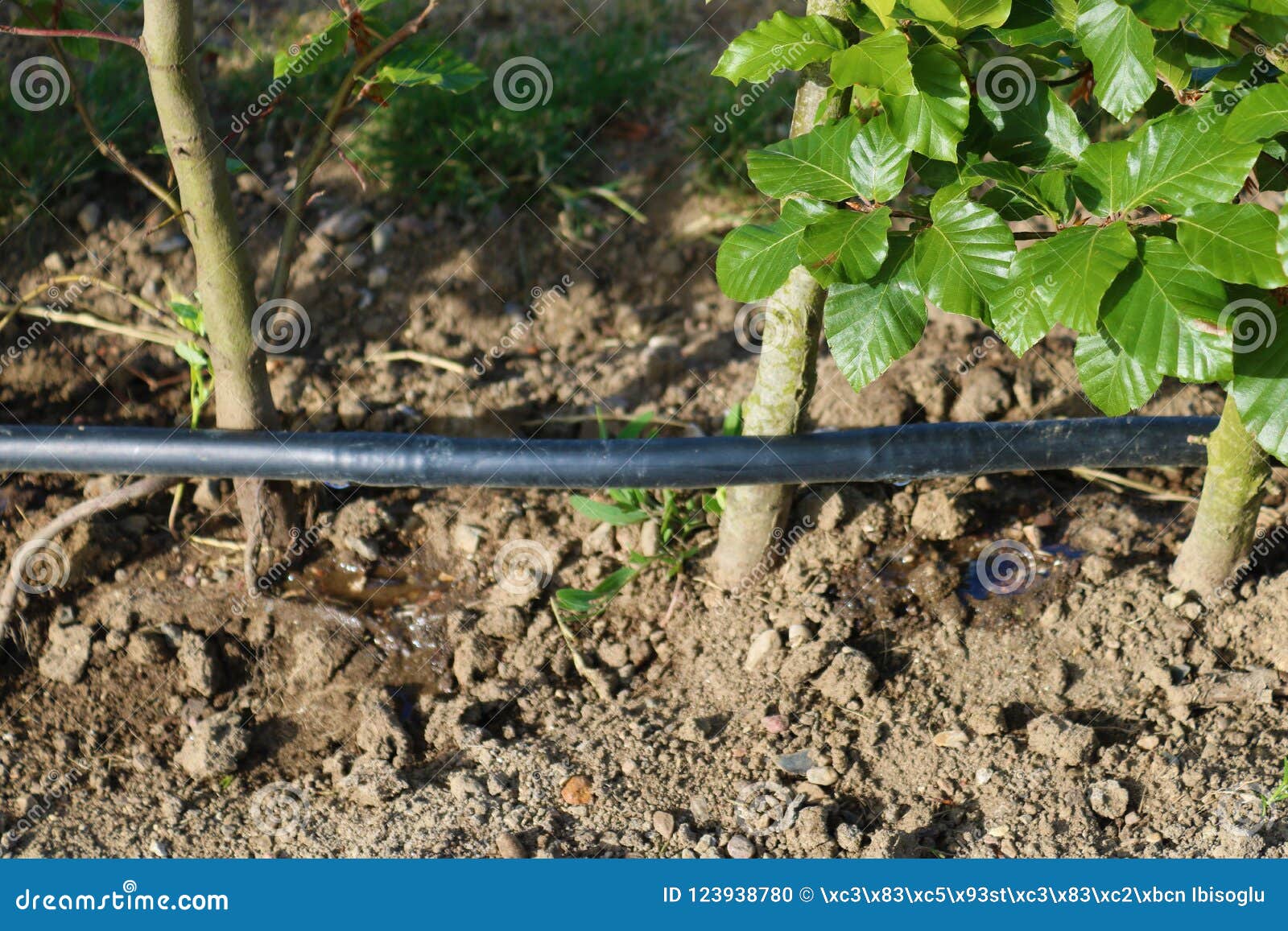Drip Irrigation System. Garden Irrigation Drip Hose. Special Hose for ...