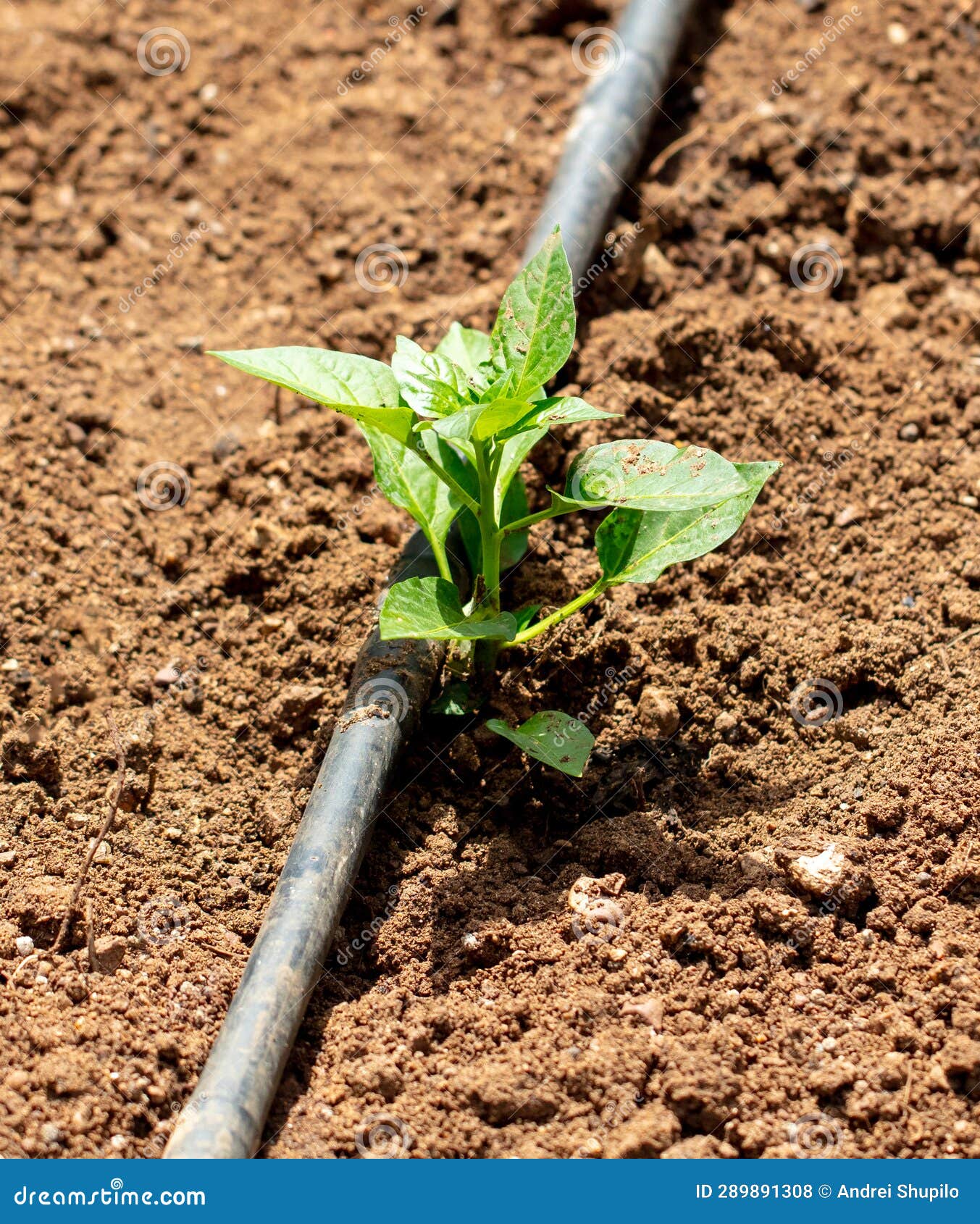Drip Irrigation System on the Ground in the Garden Stock Photo - Image ...