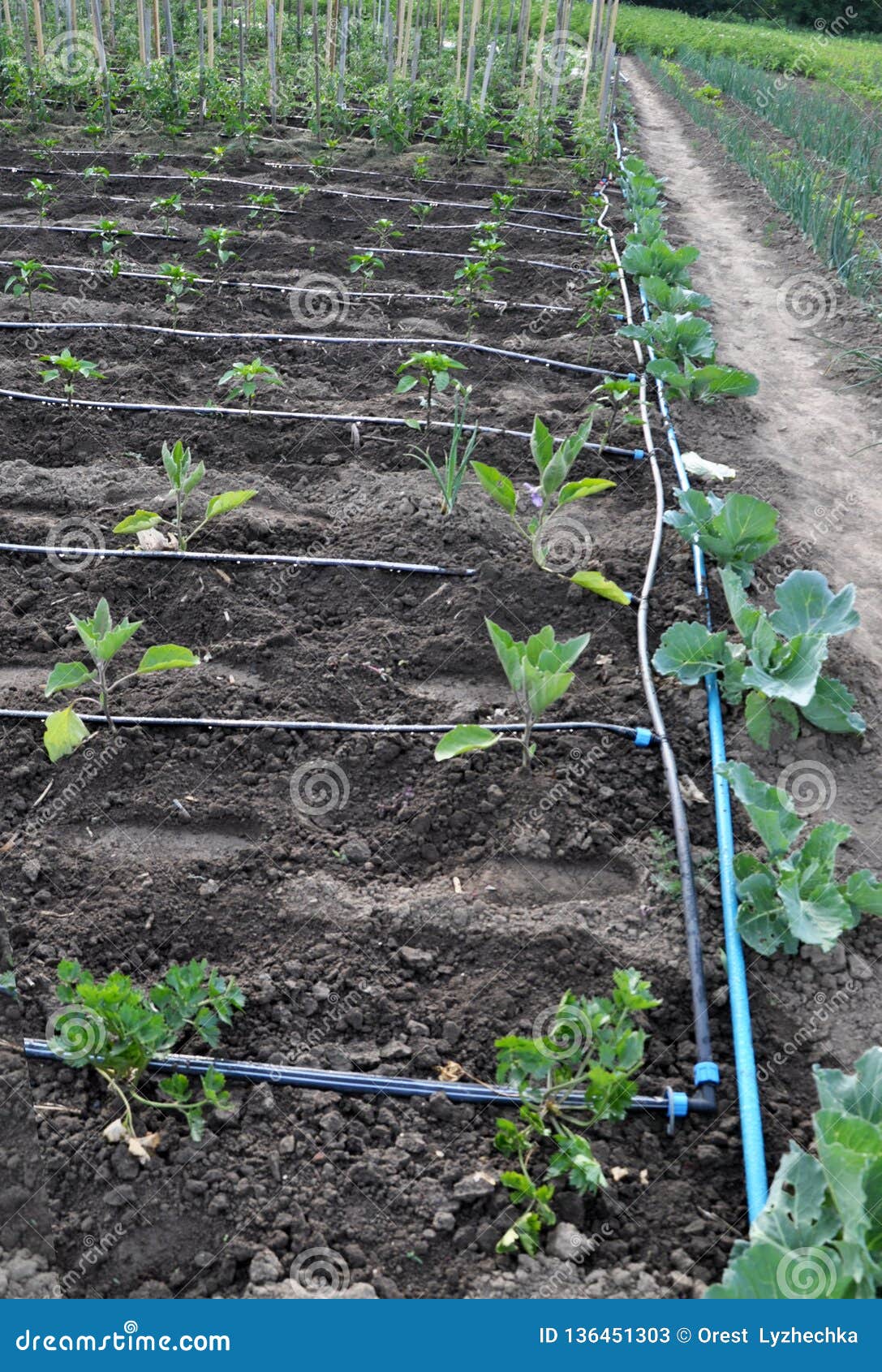 Drip Irrigation System when Growing Vegetables in the Open Ground Stock ...