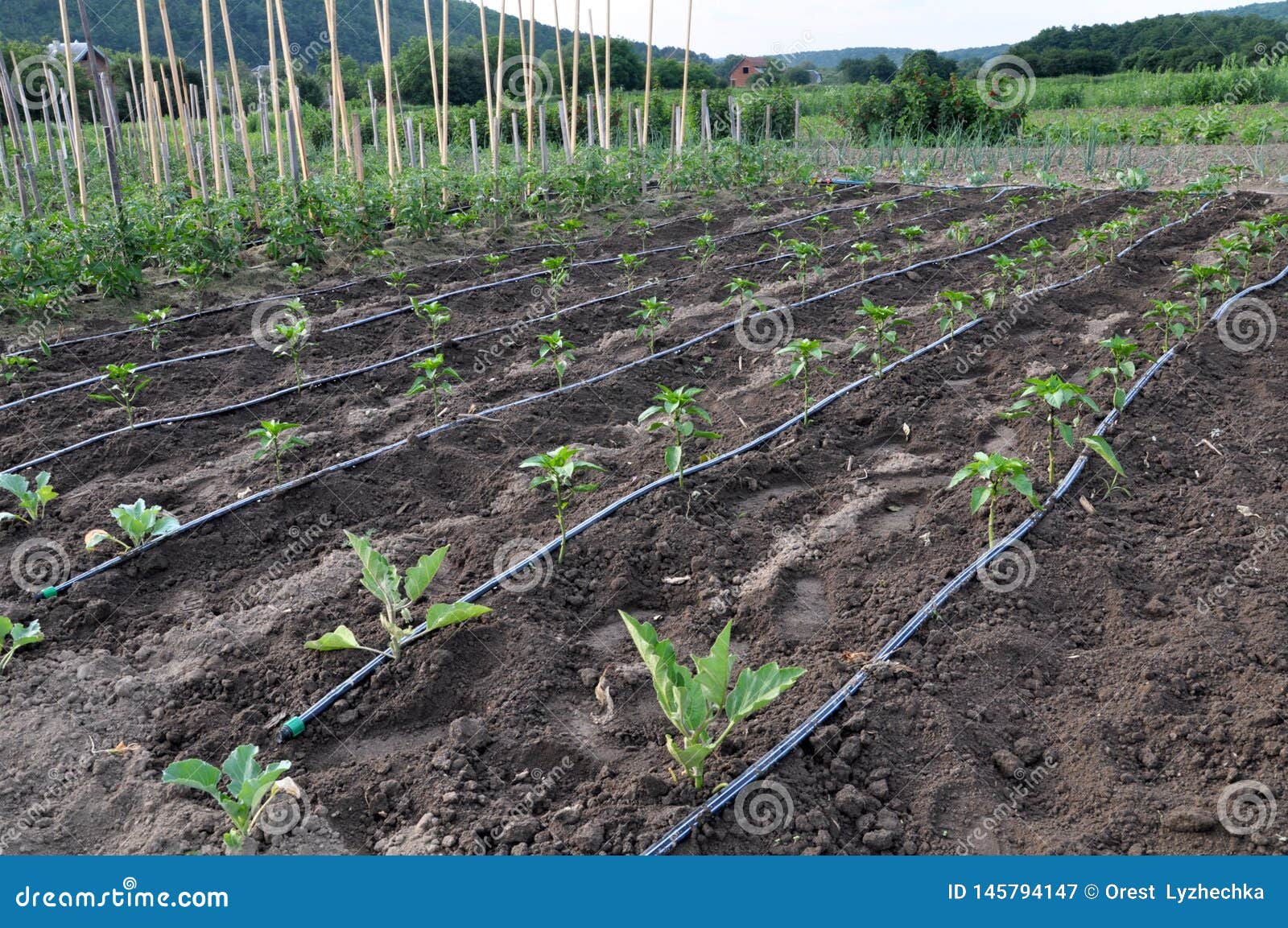 Drip Irrigation System when Growing Vegetables in the Open Ground Stock ...