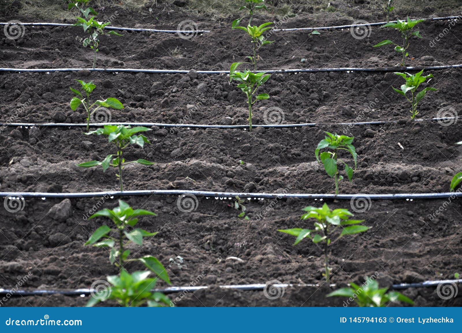 Drip Irrigation System when Growing Vegetables in the Open Ground Stock ...