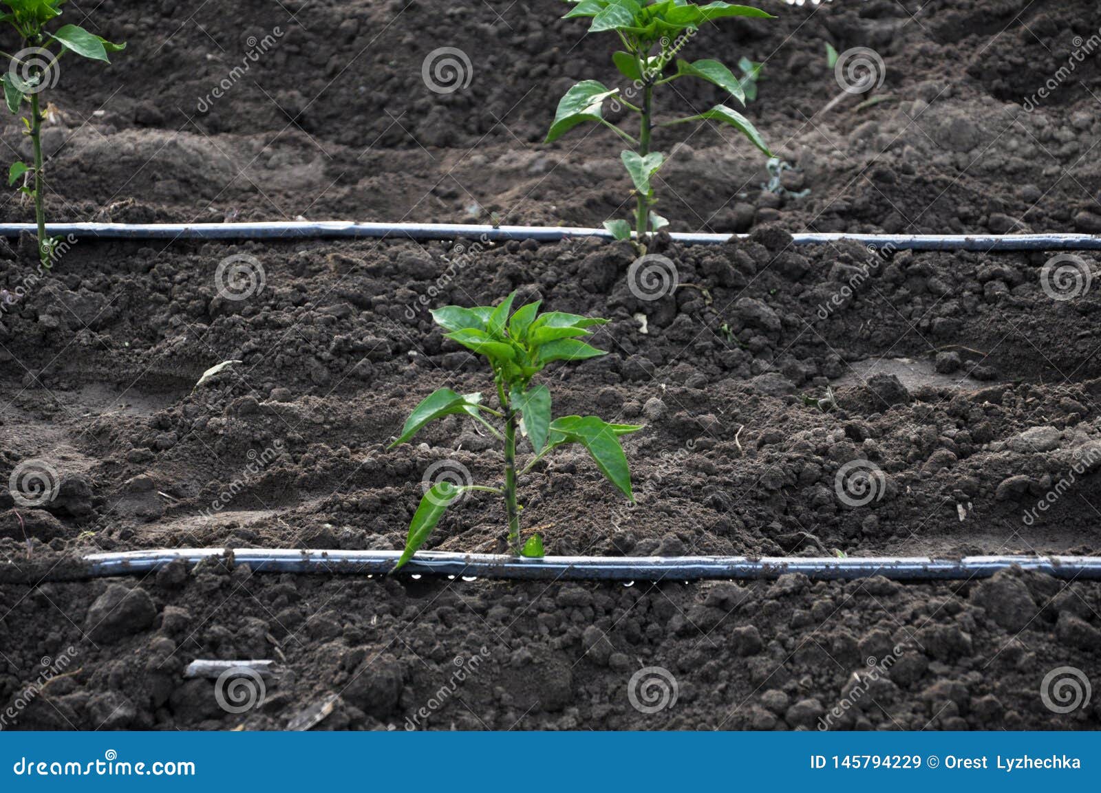 Drip Irrigation System when Growing Vegetables in the Open Ground Stock ...