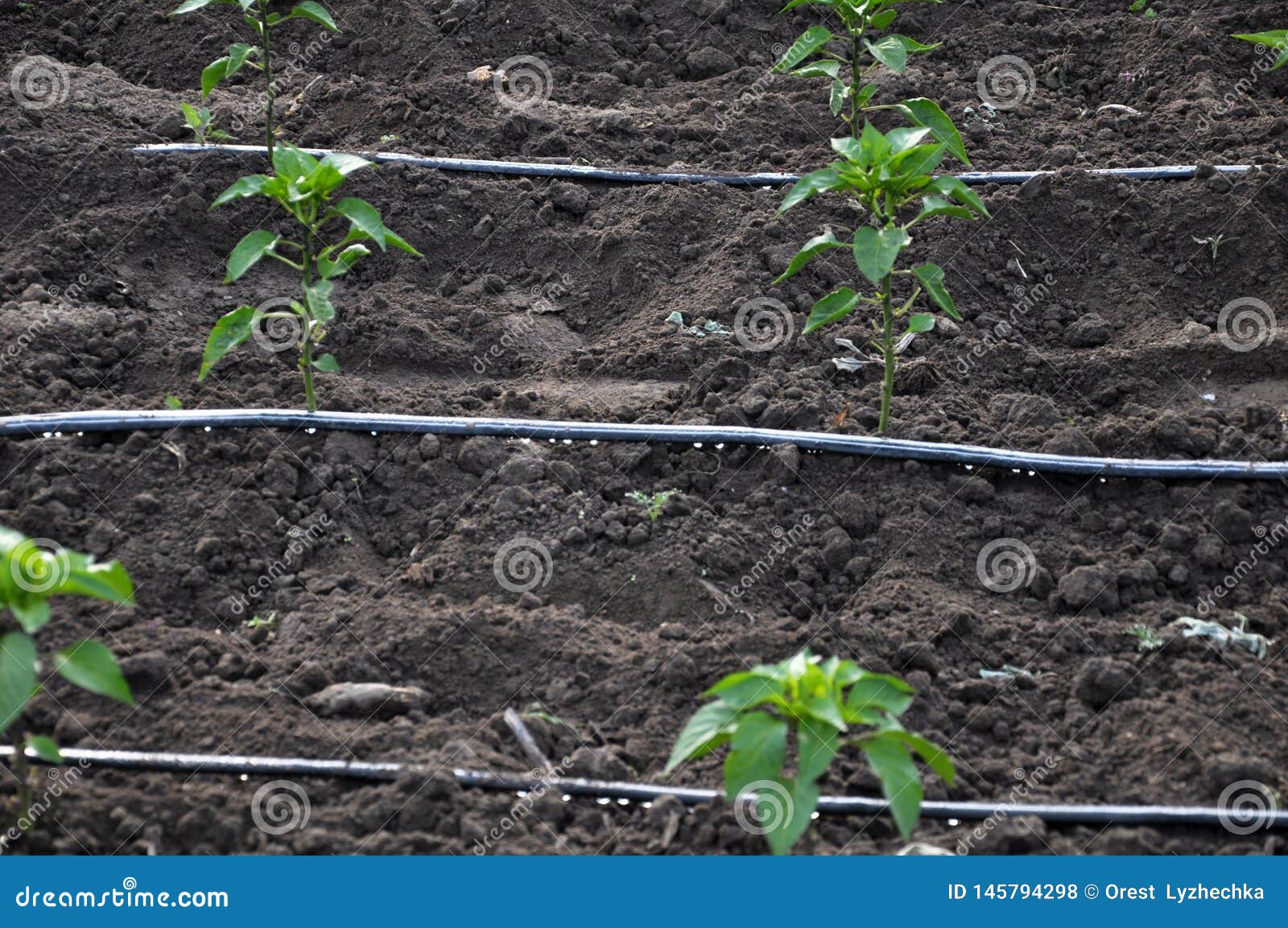 Drip Irrigation System when Growing Vegetables in the Open Ground Stock ...