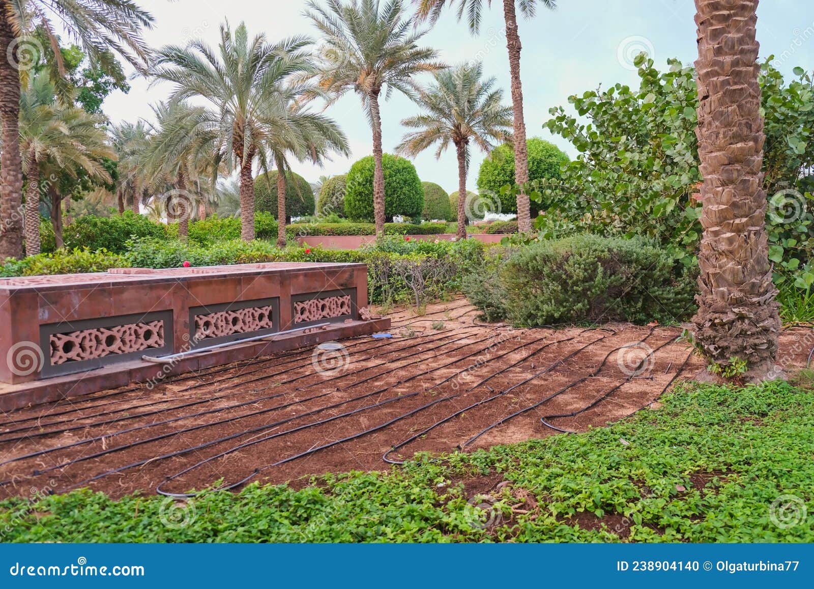 Drip Irrigation System Hoses with Automatic Sprinkler in Desert Oasis ...