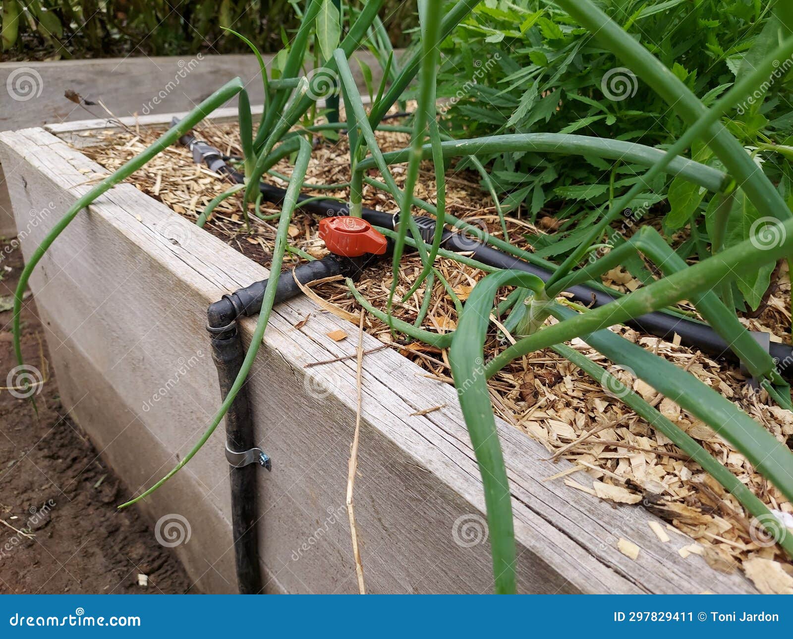 Drip Irrigation System Installed in the Vegetable Garden. Automatic ...