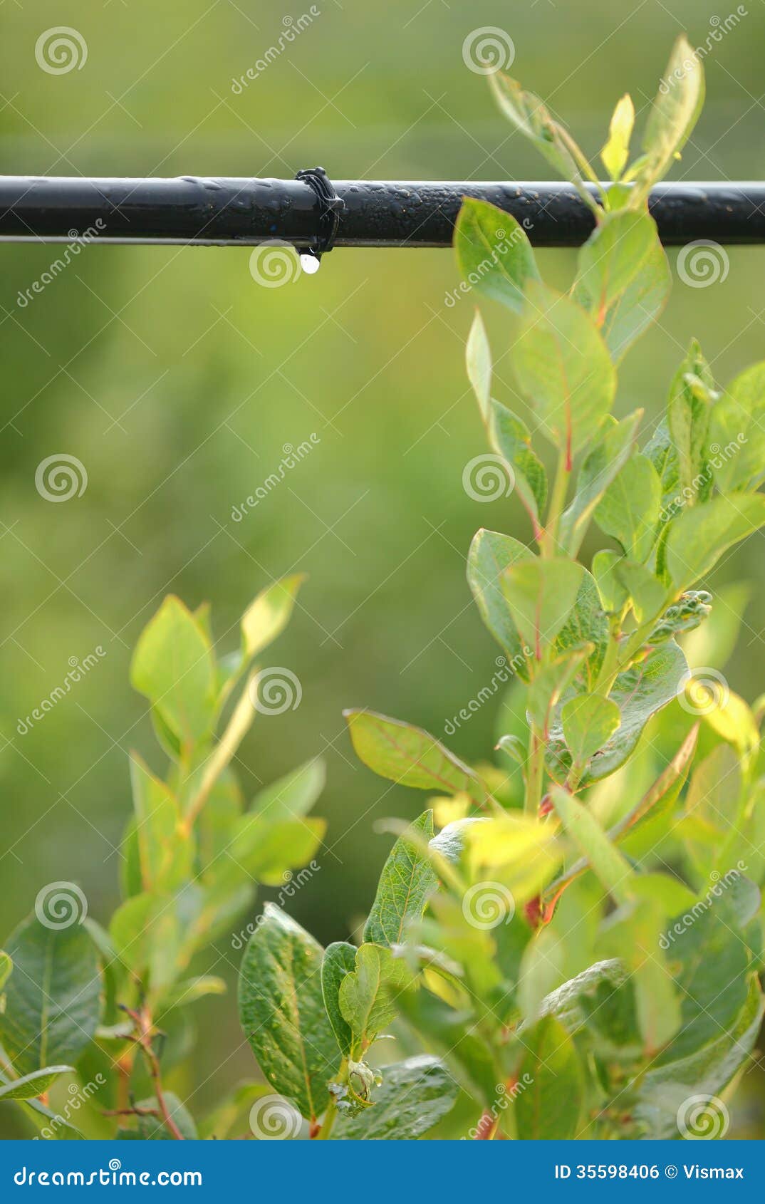 Drip Irrigation System Vertical Photos - Free & Royalty-Free Stock ...