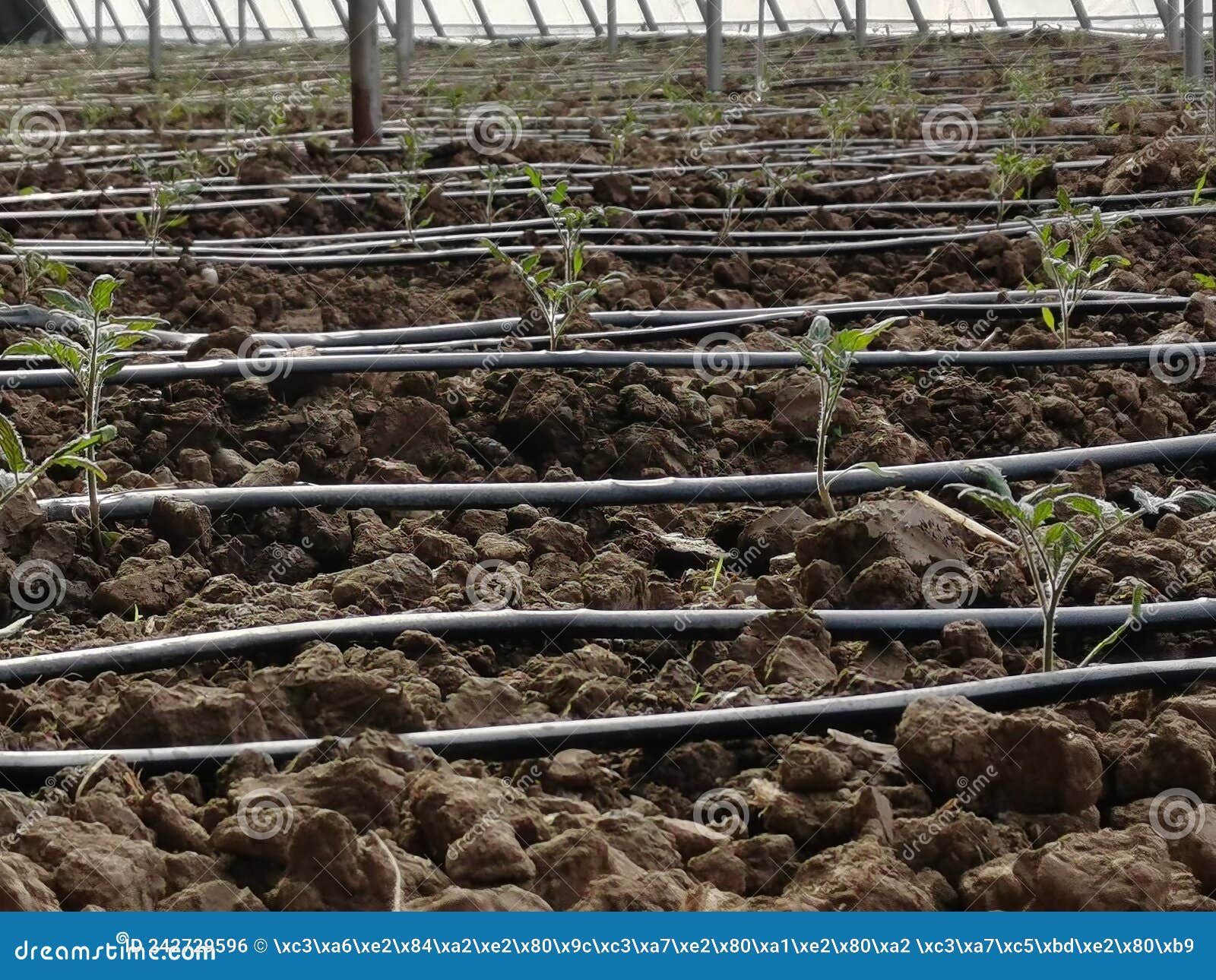 DRIP Irrigation Techniques for Tomato Seedlings in Greenhouse in Spring ...