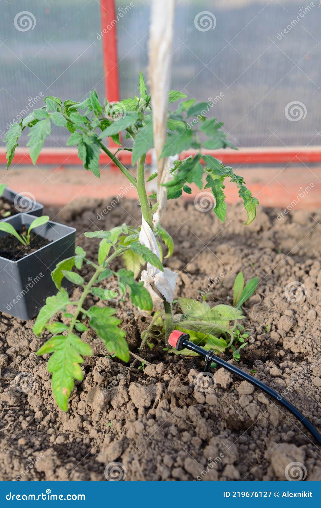 Drip Irrigation for a Tomato Bush Stock Image - Image of cultivation ...