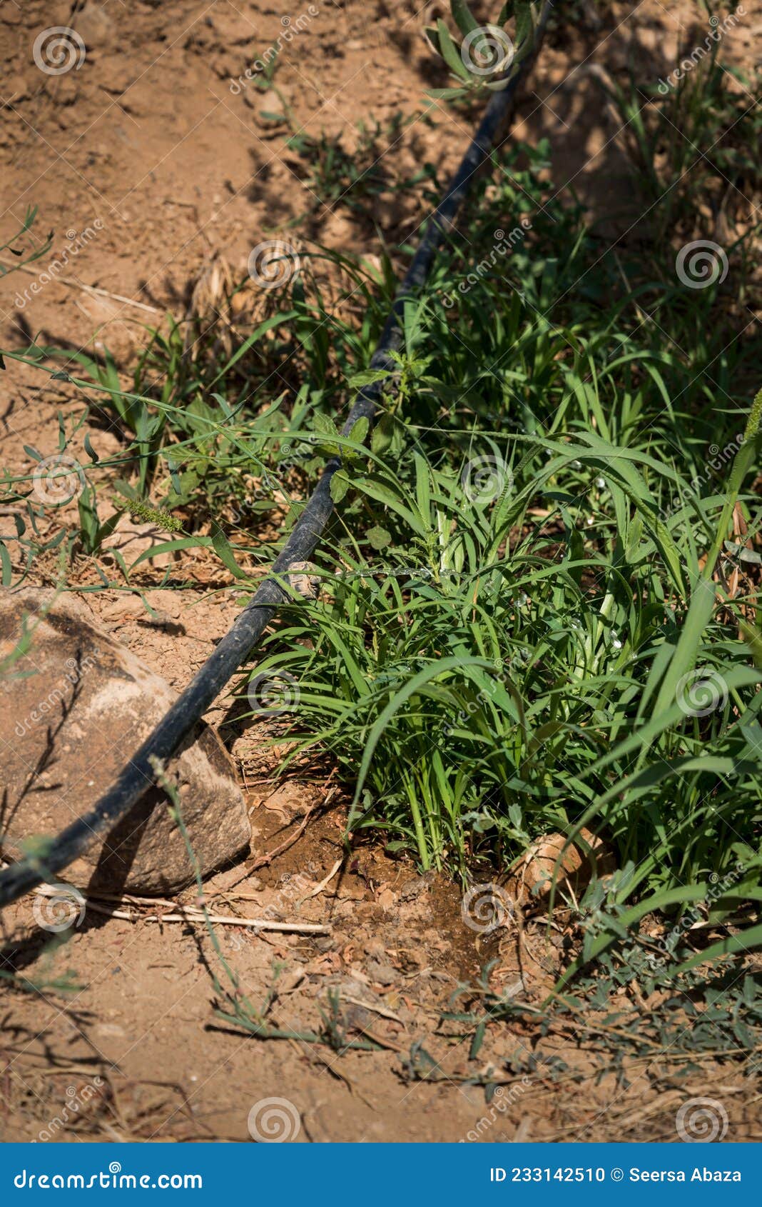 Drip irrigation stock photo. Image of system, farm, pipe - 233142510